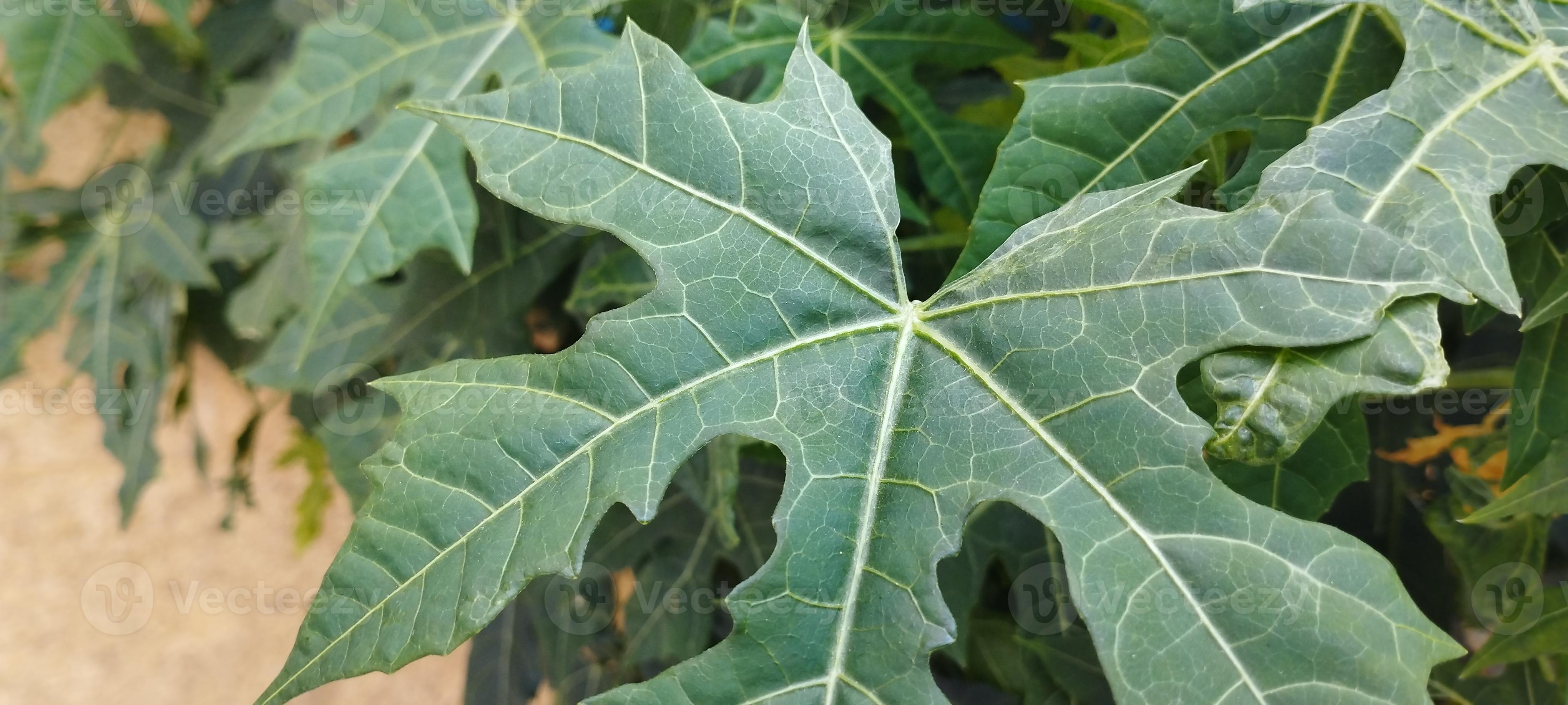 Dense green Japanese papaya leaves 12564255 Stock Photo at Vecteezy Dense green Japanese papaya leaves 12564255 Stock Photo at Vecteezy