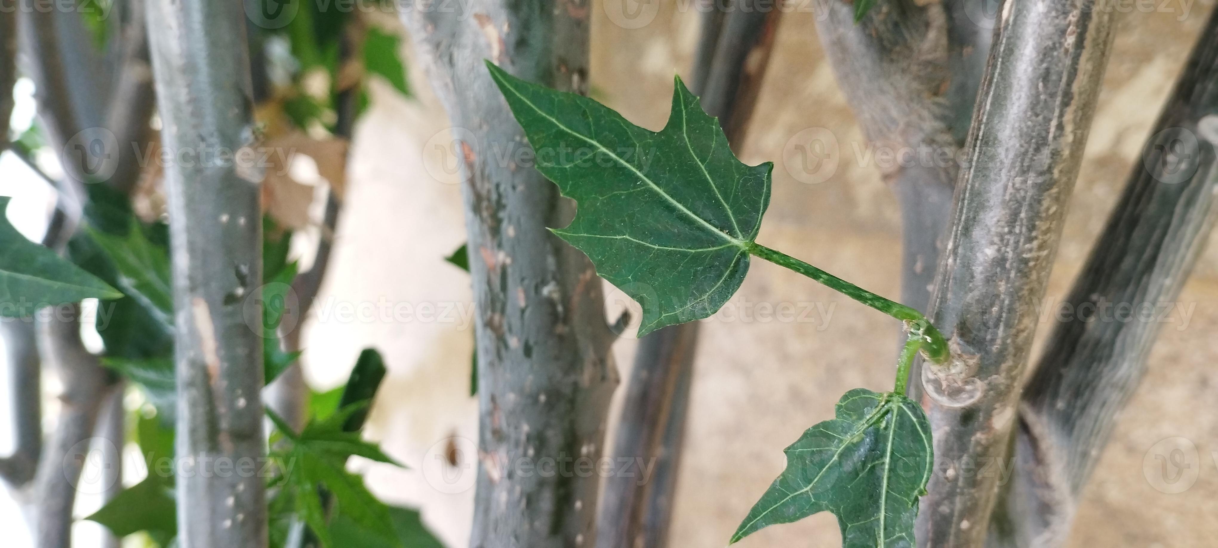 Dense green Japanese papaya leaves 12564256 Stock Photo at Vecteezy Dense green Japanese papaya leaves 12564256 Stock Photo at Vecteezy