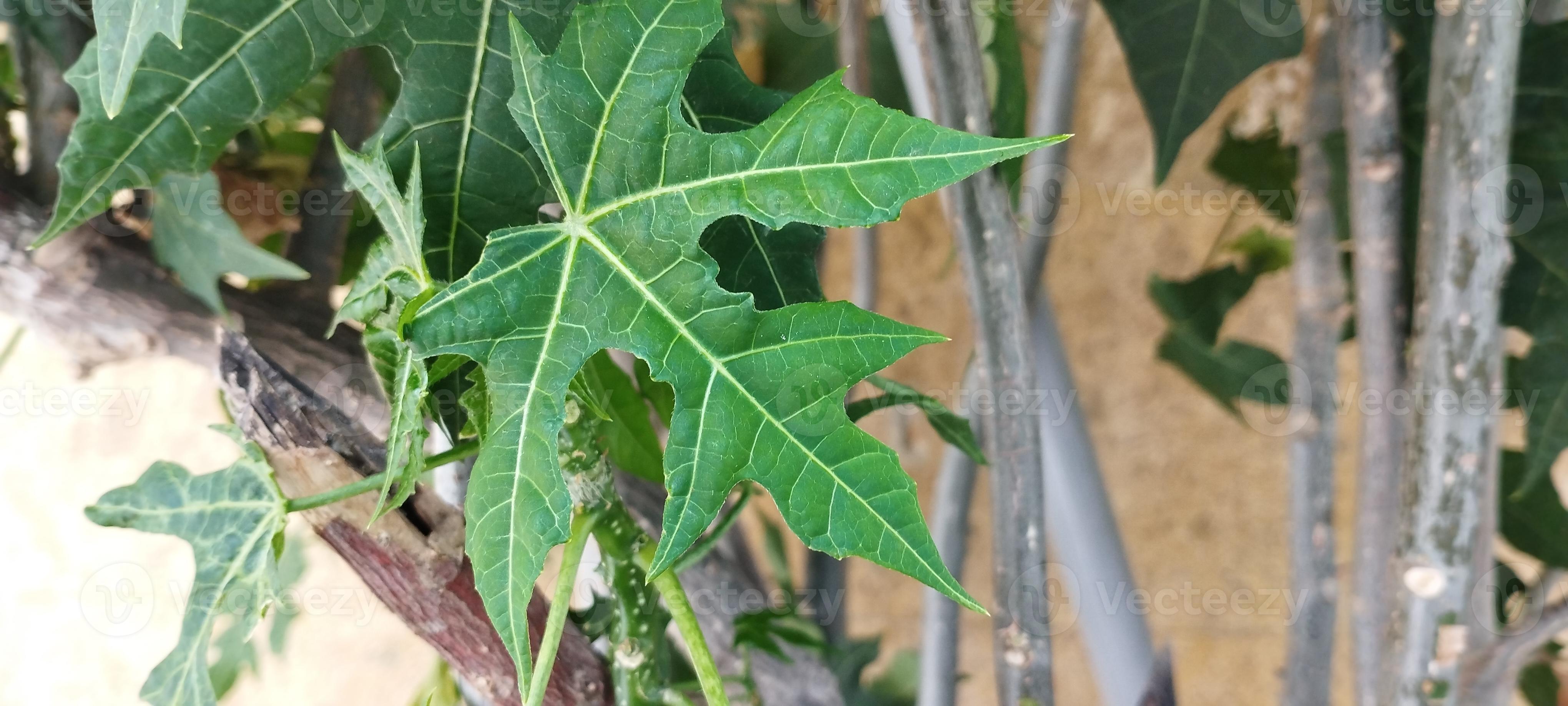 Dense green Japanese papaya leaves 12564258 Stock Photo at Vecteezy Dense green Japanese papaya leaves 12564258 Stock Photo at Vecteezy