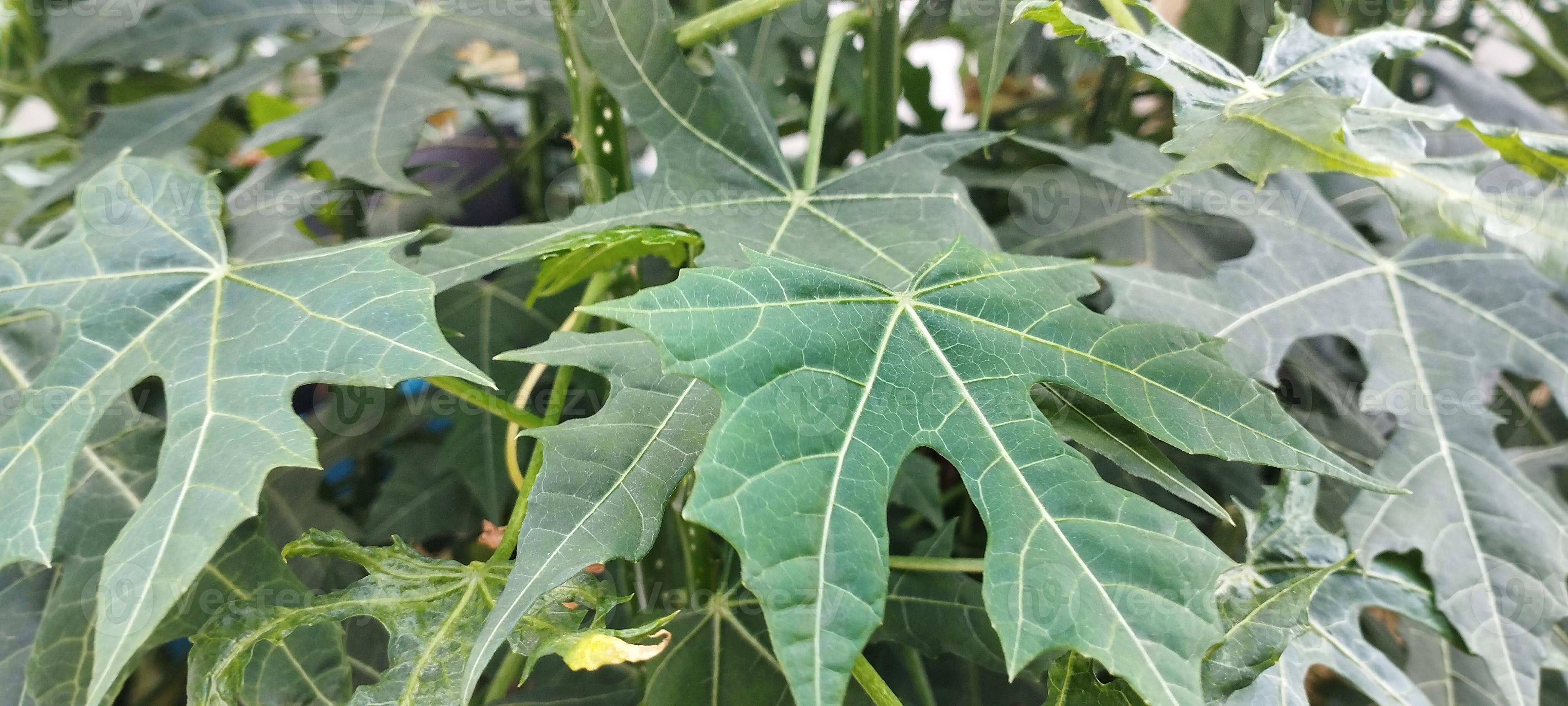 Dense green Japanese papaya leaves 12564259 Stock Photo at Vecteezy Dense green Japanese papaya leaves 12564259 Stock Photo at Vecteezy