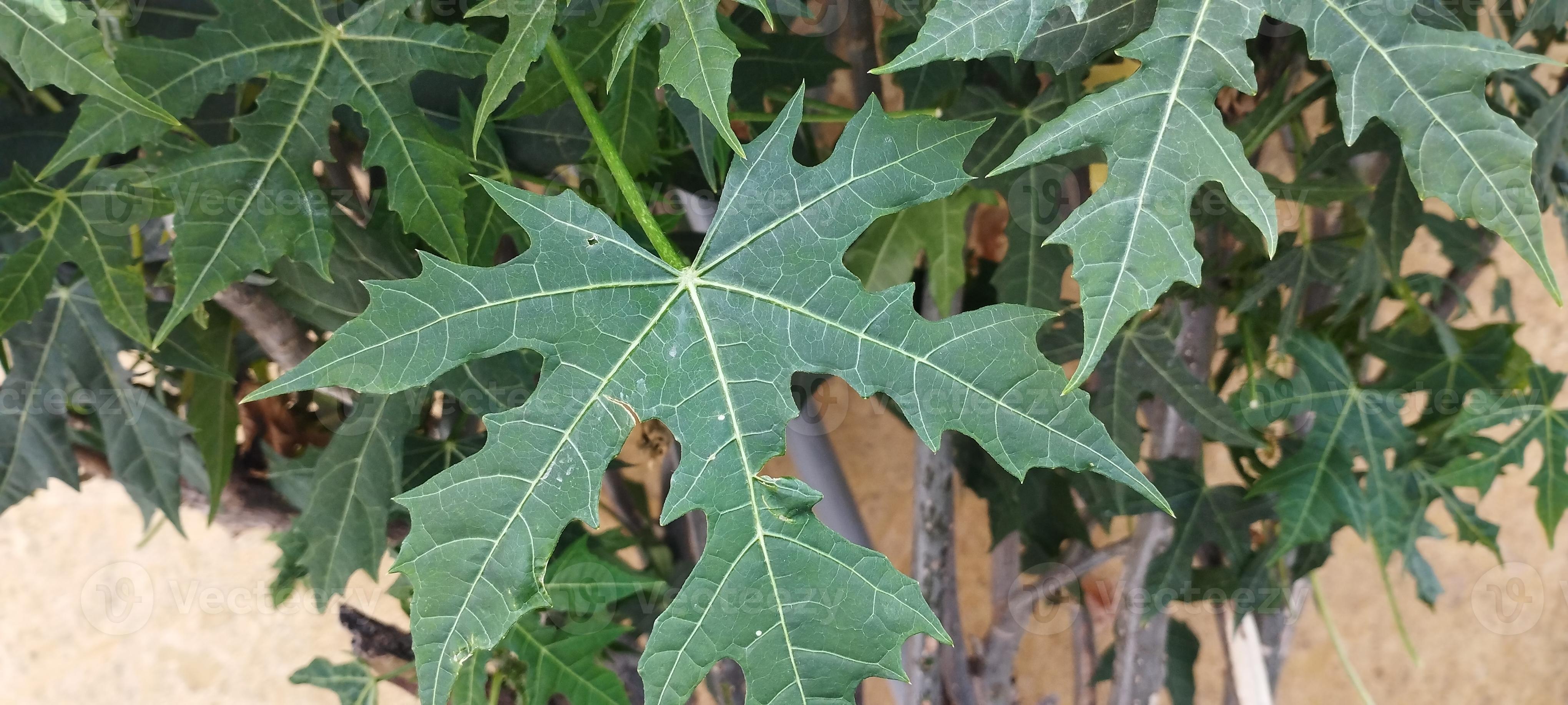 Dense green Japanese papaya leaves 12564260 Stock Photo at Vecteezy Dense green Japanese papaya leaves 12564260 Stock Photo at Vecteezy