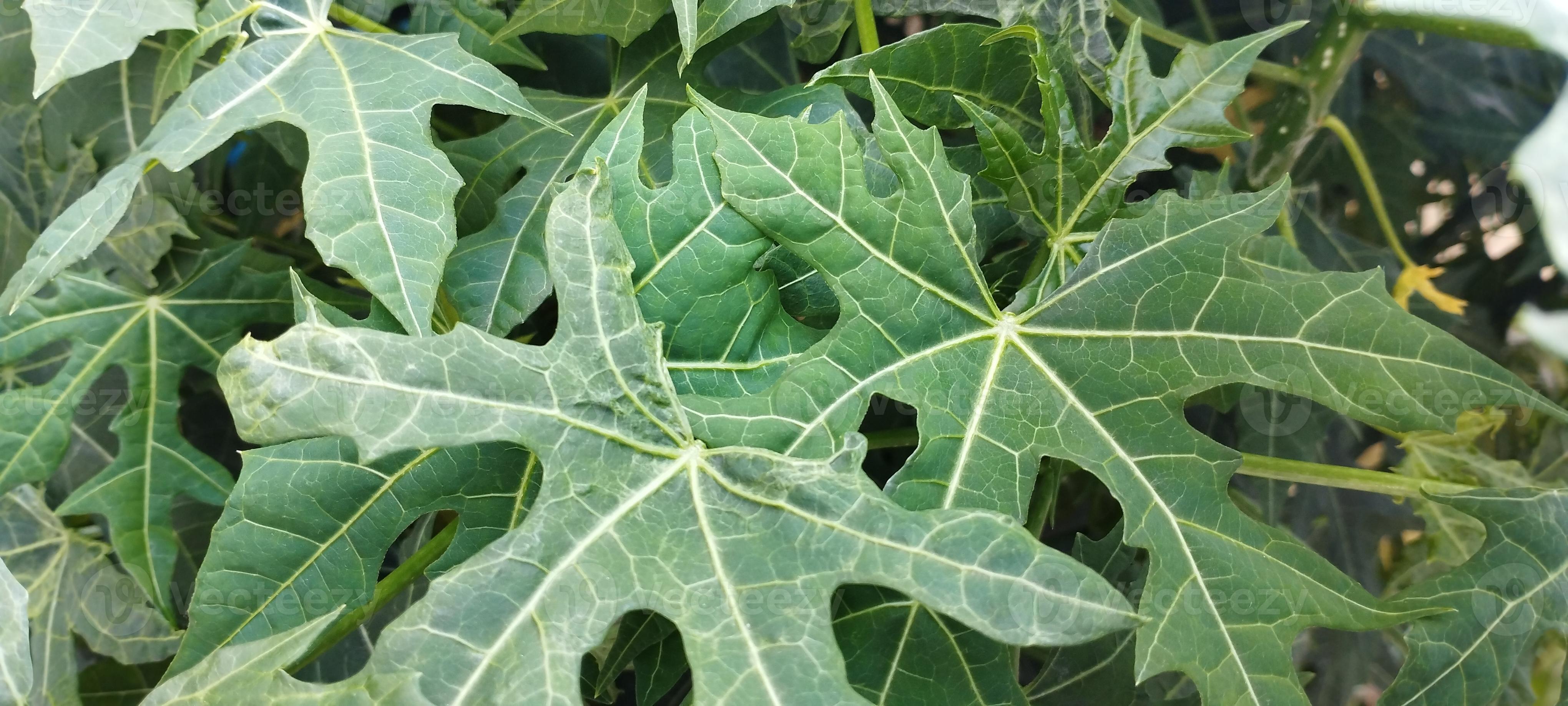 Dense green Japanese papaya leaves 12564261 Stock Photo at Vecteezy Dense green Japanese papaya leaves 12564261 Stock Photo at Vecteezy