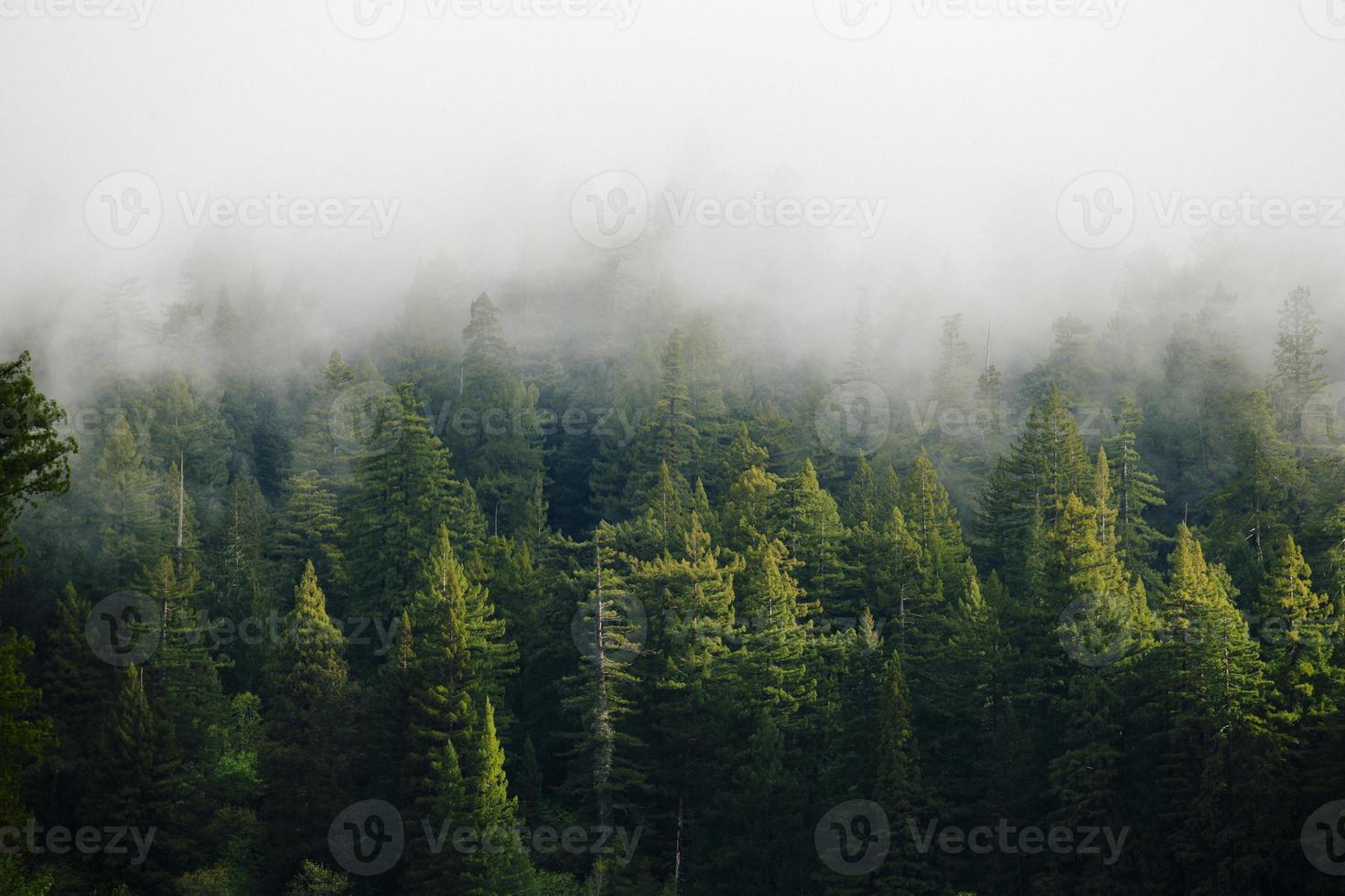 Tree background landscape nature with clouds 12573987 Stock Photo at ...