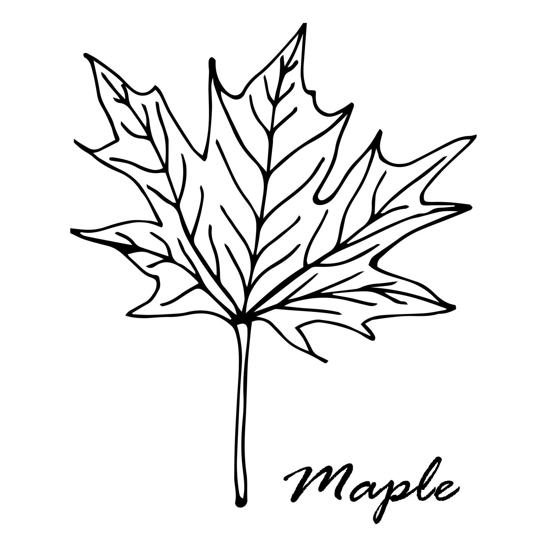 Maple Tree Leaf Hand Drawn Vector Illustration 12605191 Vector Art At Vecteezy
