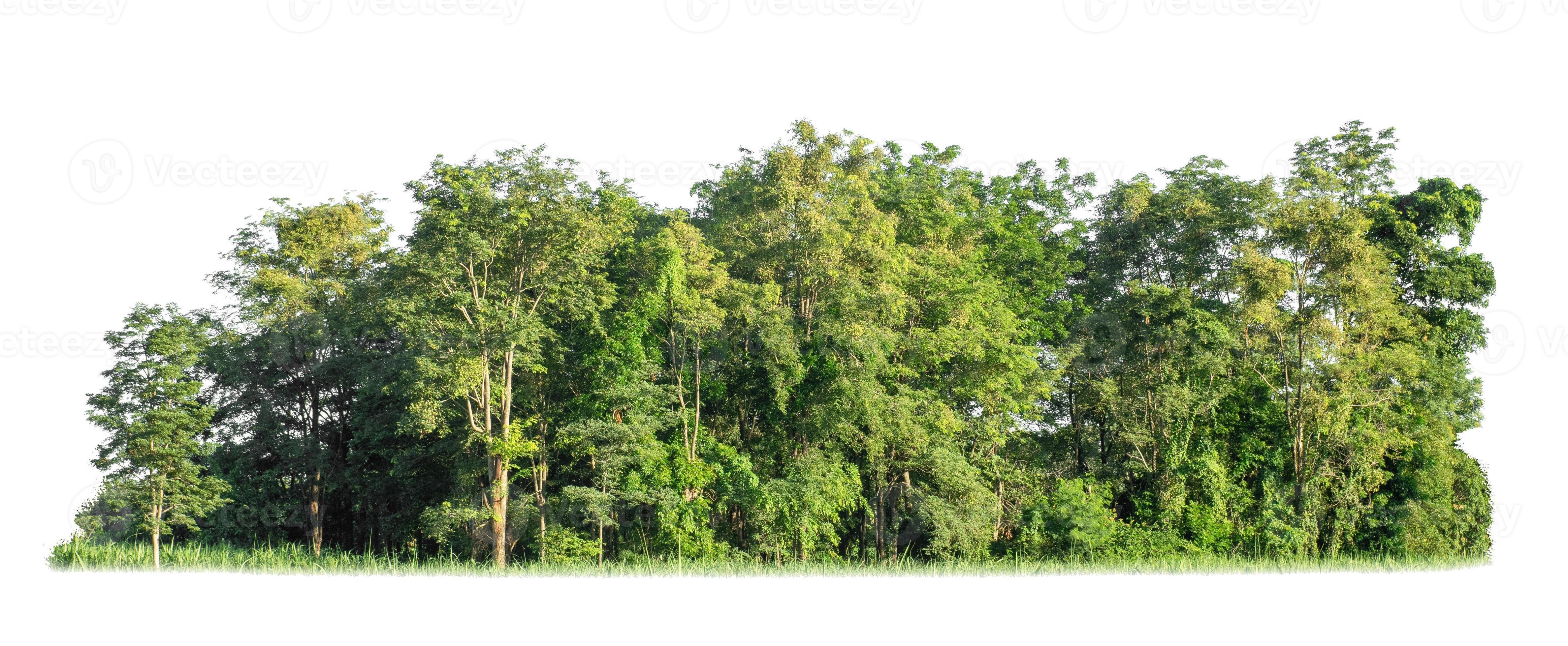 Green Trees Isolated On White Background Are Forest And Foliage In Summer For Both Printing And