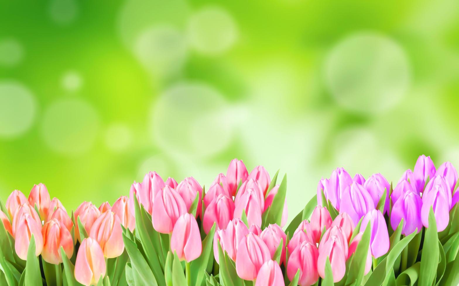 flowers tulips on the background bokeh 12620413 Stock Photo at Vecteezy