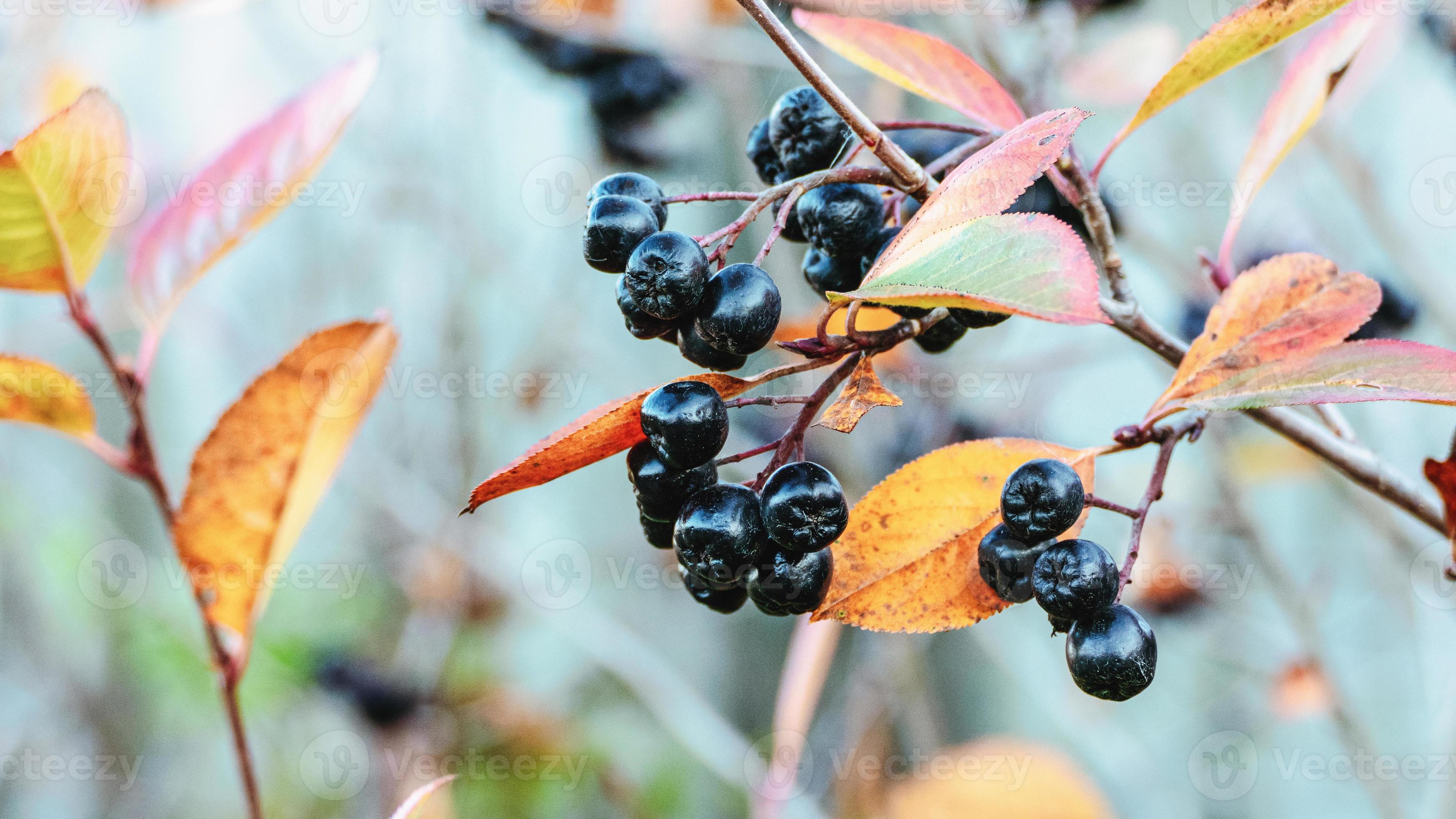 Chokeberry fruits on bush branch, Aronia berries in autumn garden 12623945 Stock Photo at Vecteezy