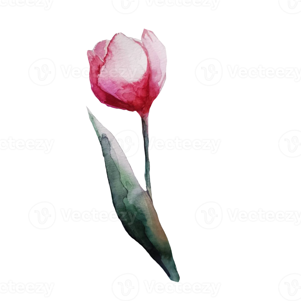 tulip flower watercolor illustration 12629563 PNG