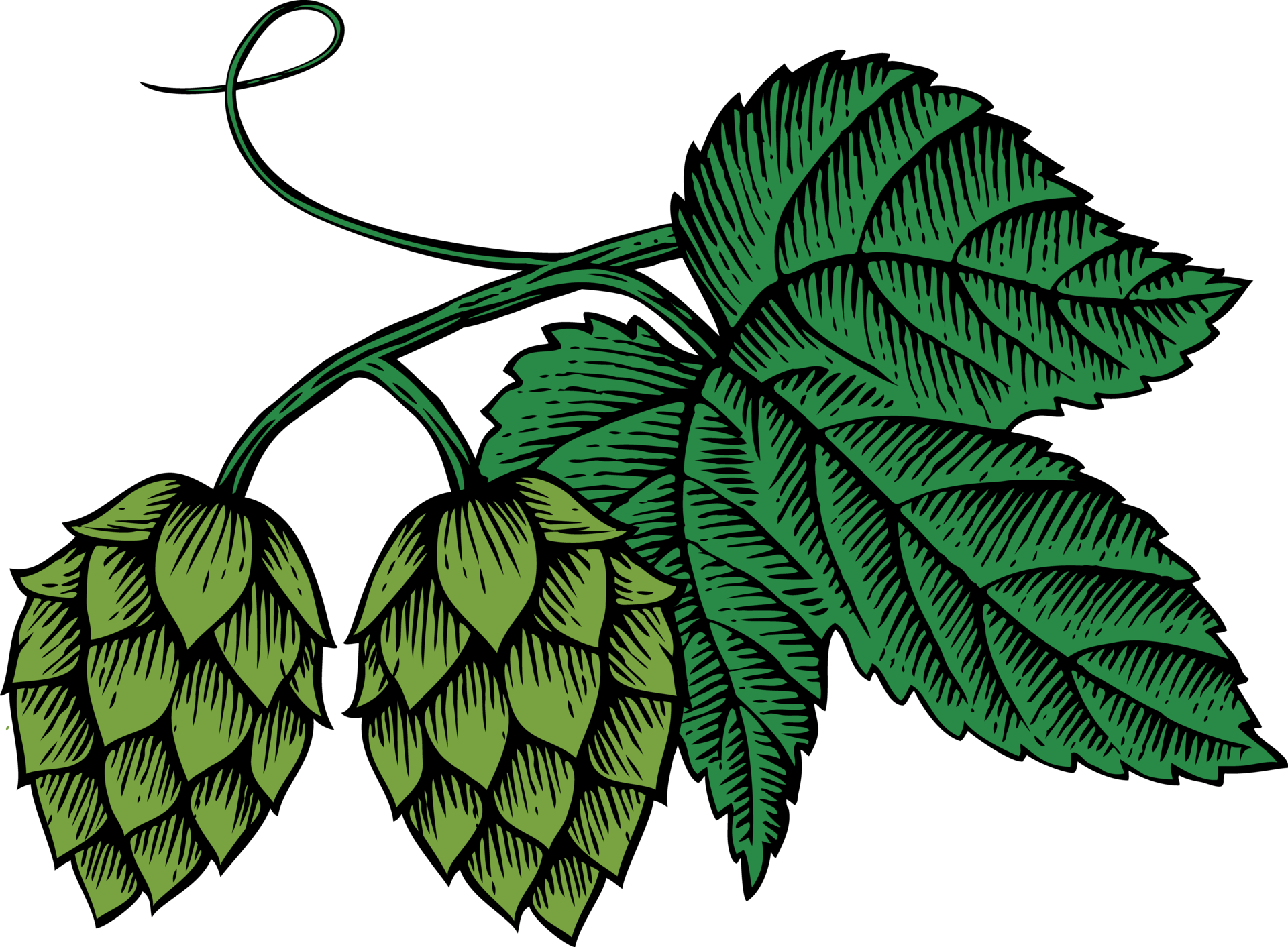 Hops Monogram Svg Beer Hops Svg Svg Png Vector Clipart Cut
