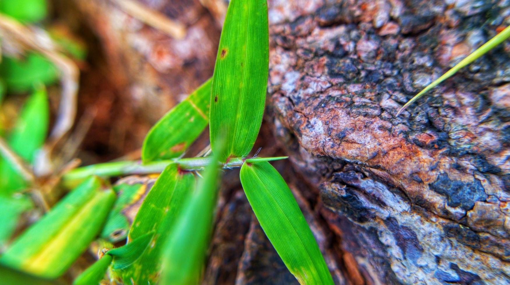 selectiv focus from close up photos of wild plants as backgrounds or ...