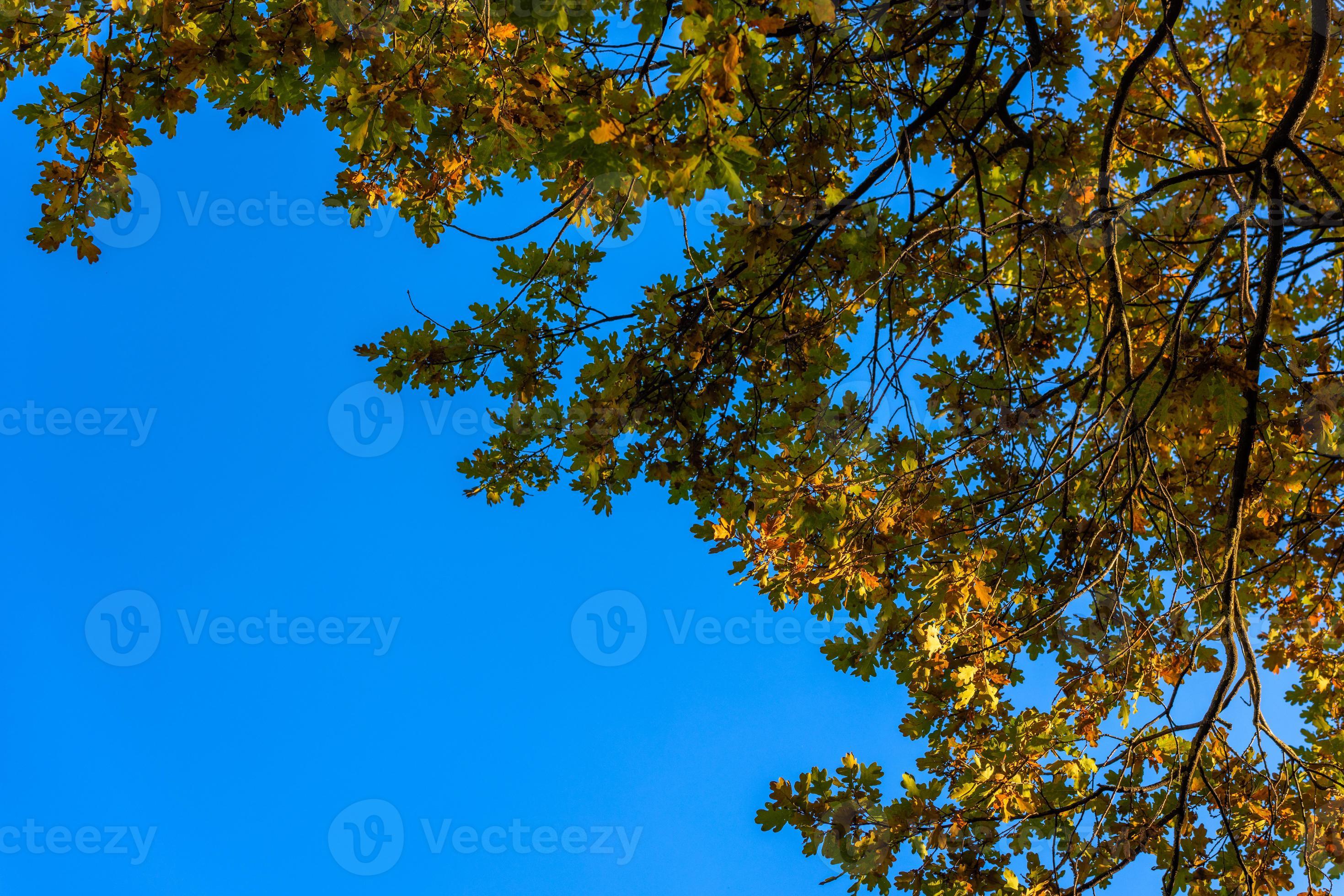 green oak trees in early autumn on blue sky background close-up ...