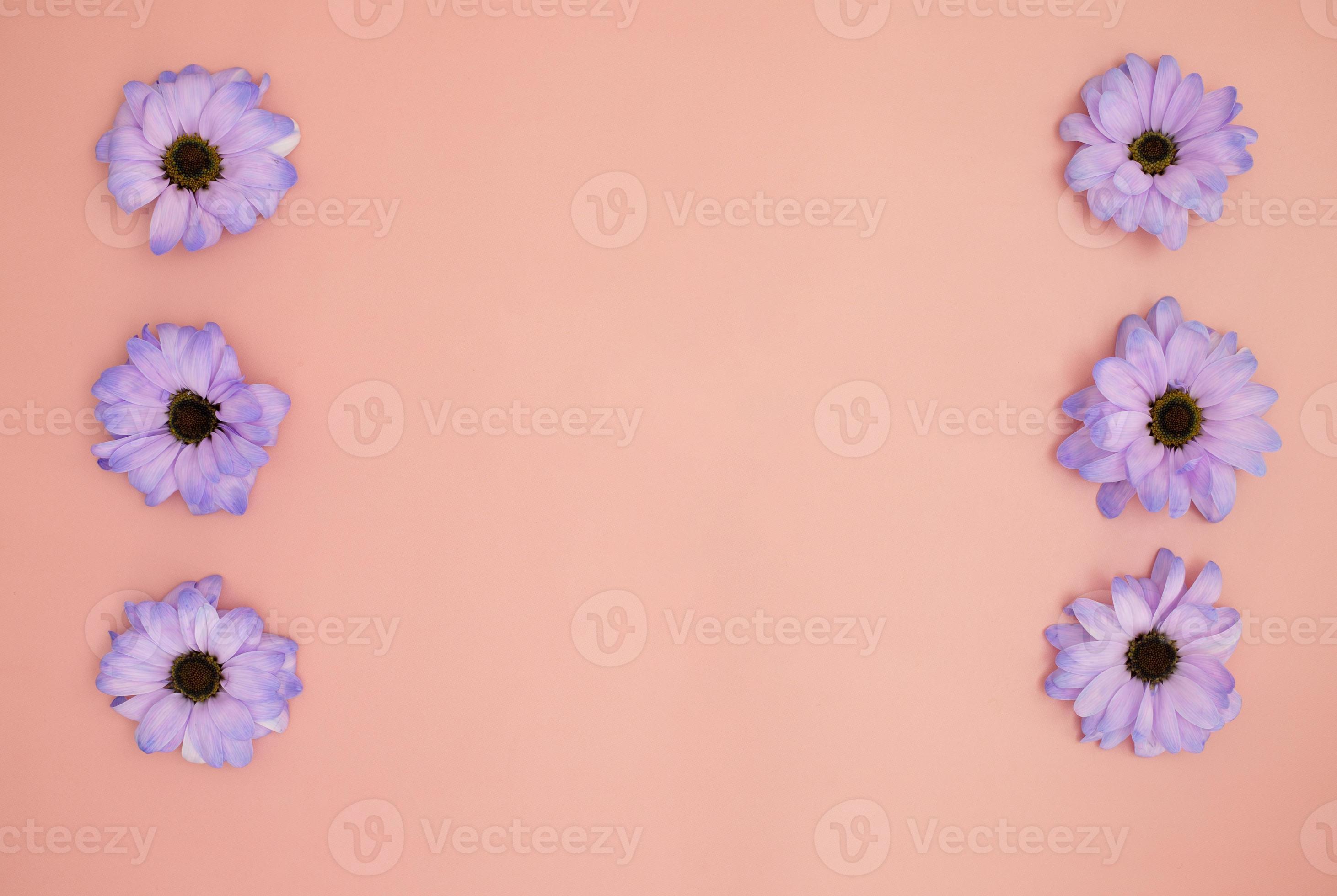 Creative layout made with colorful flowers Very Peri gerberas on a pink ...