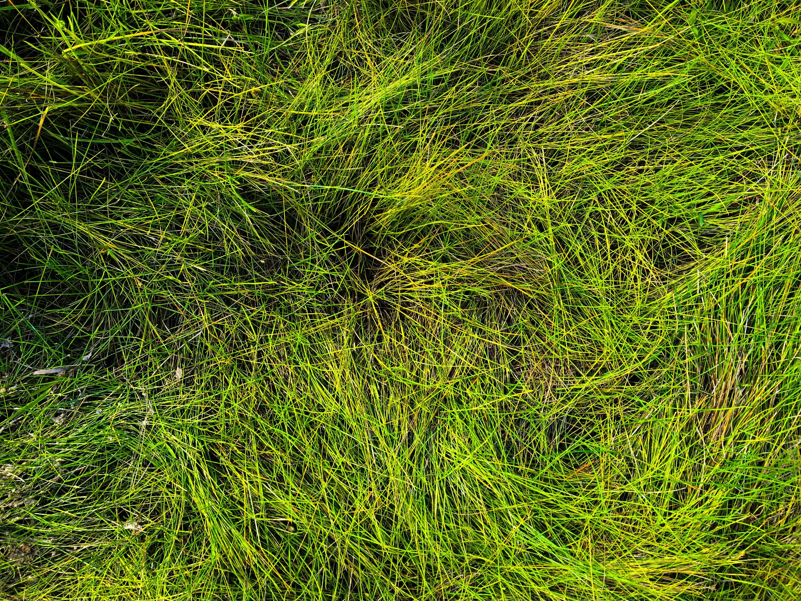 Grass Top View Wallpaper