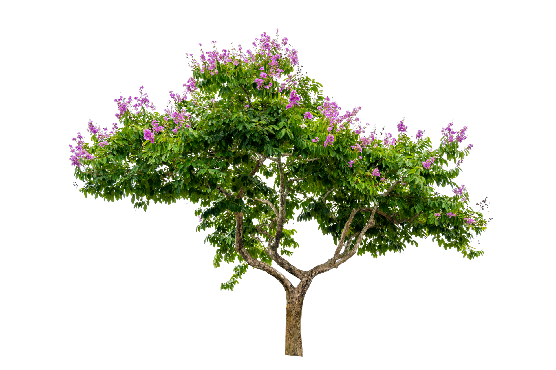 Isolated trees 12682216 PNG Isolated trees 12682216 PNG
