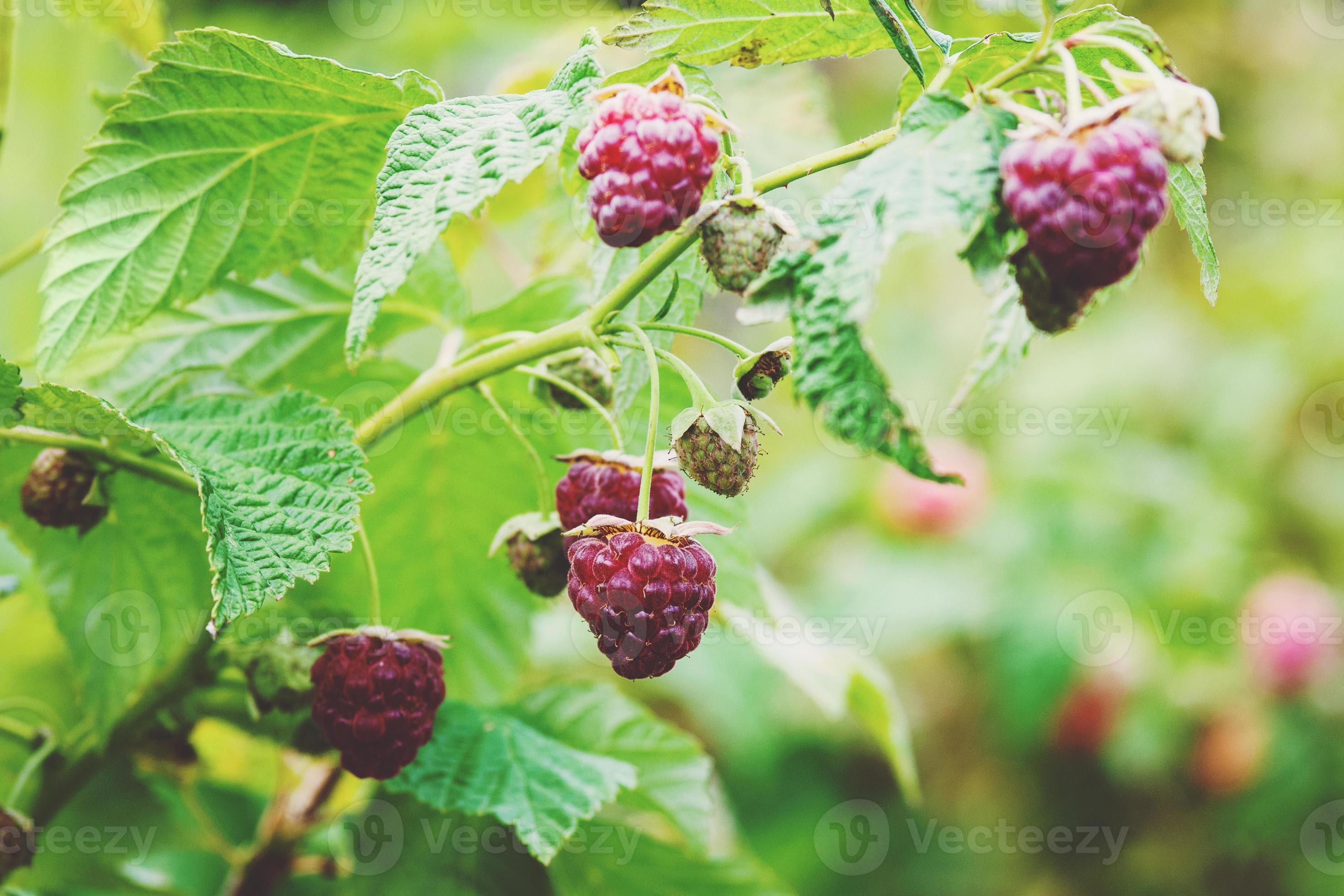 Raspberry growing in summer garden, homegrown organic fruit and berries ...