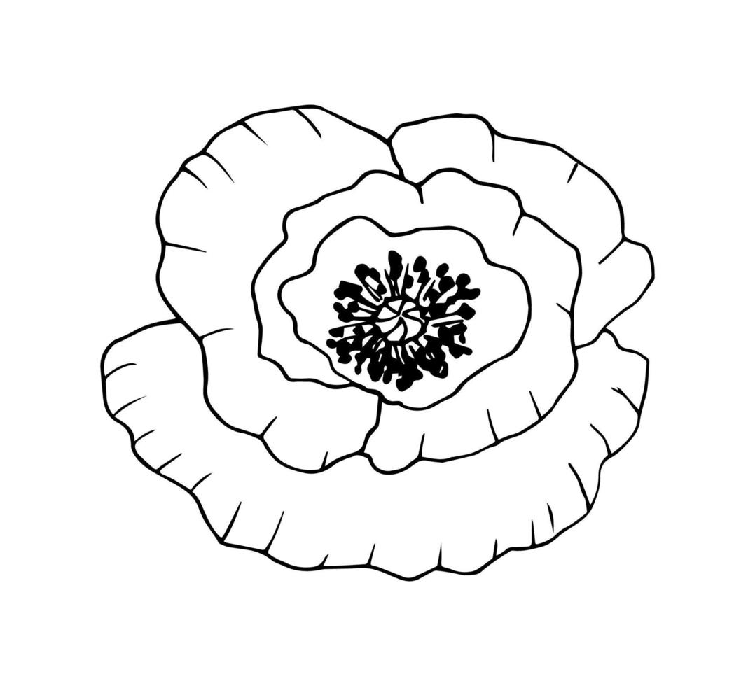 Poppy flower black outline isolated on white background. Hand drawn simple vector illustration ...