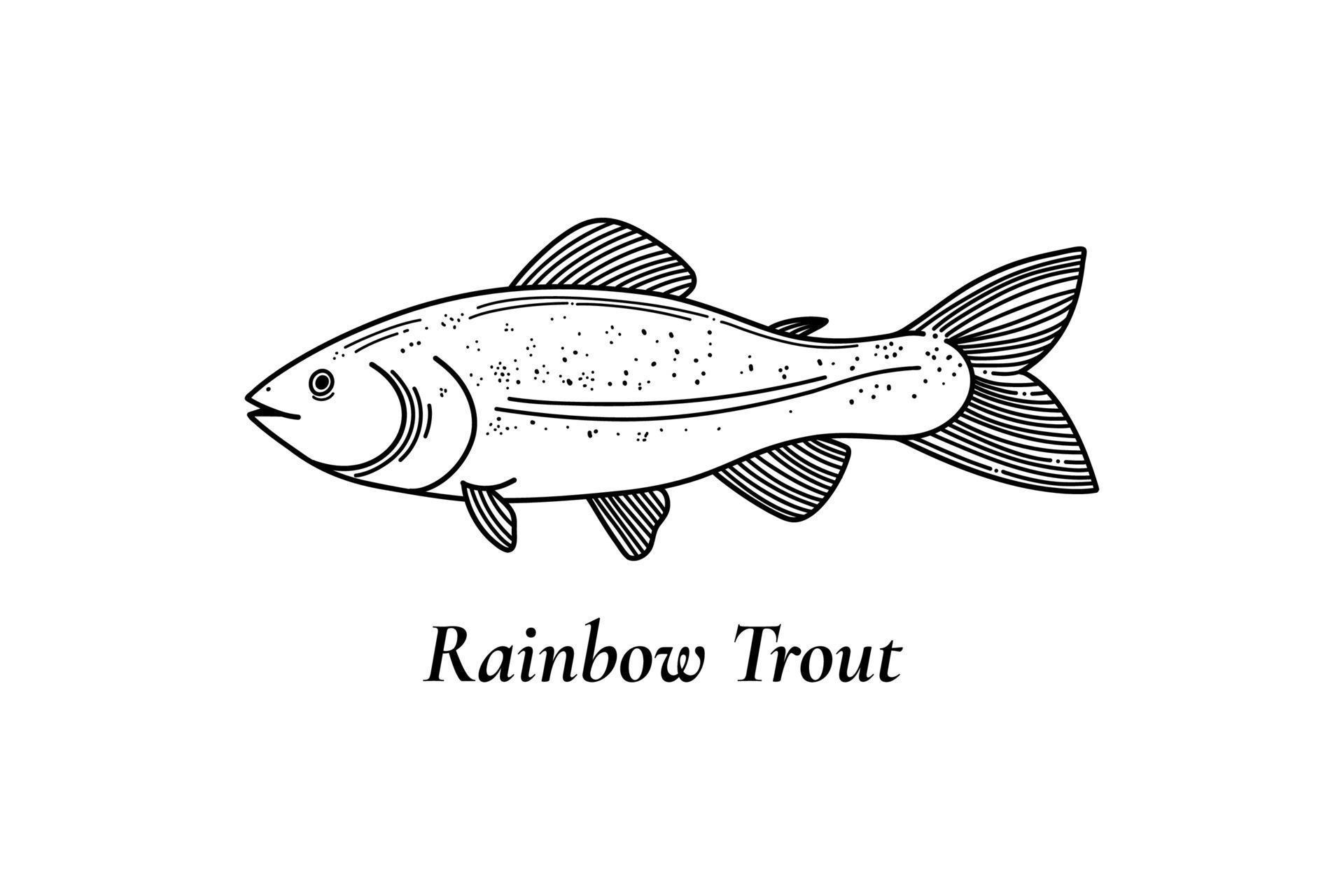 Rainbow trout vector illustration. Black and white sketch isolated on ...