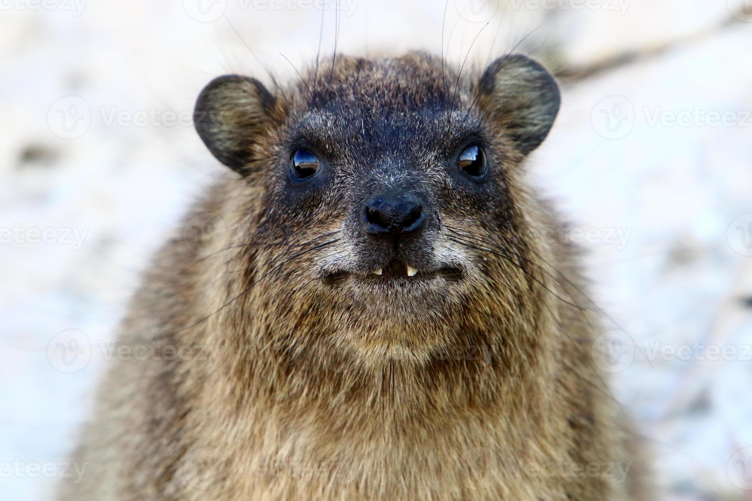 Daman sits on stones in the city park. 12759326 Stock Photo at Vecteezy