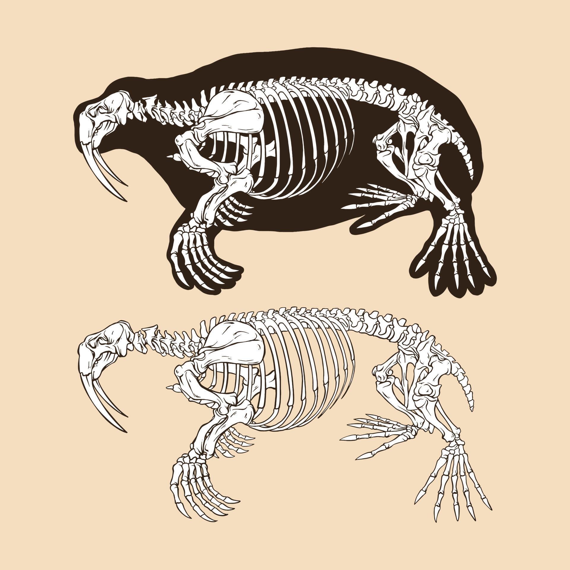 Skeleton walrus vector illustration 12761872 Vector Art at Vecteezy Skeleton walrus vector illustration 12761872 Vector Art at Vecteezy