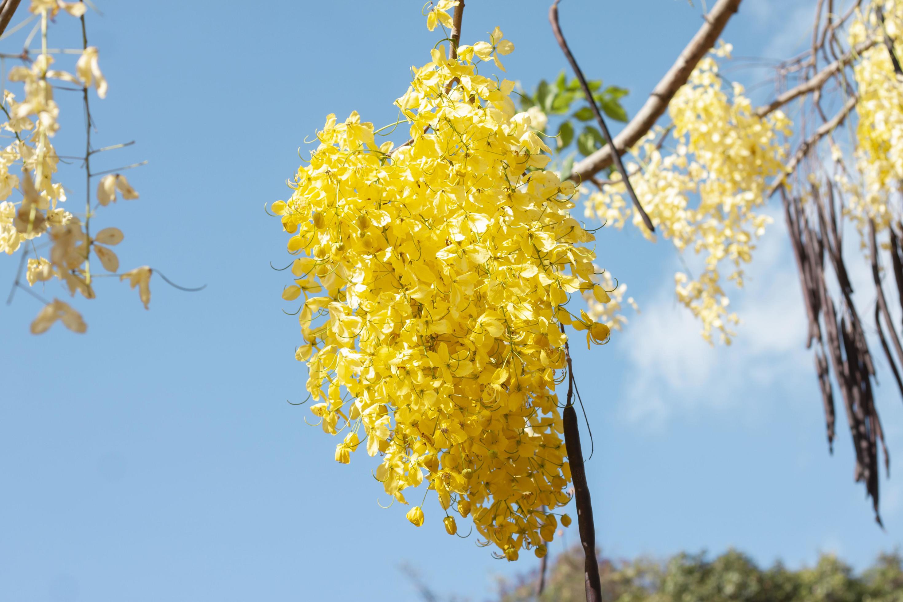 Golden Shower Tree, Cassia fistula or Thai people call Ratchaphruek bloom with sunlight on blue ...