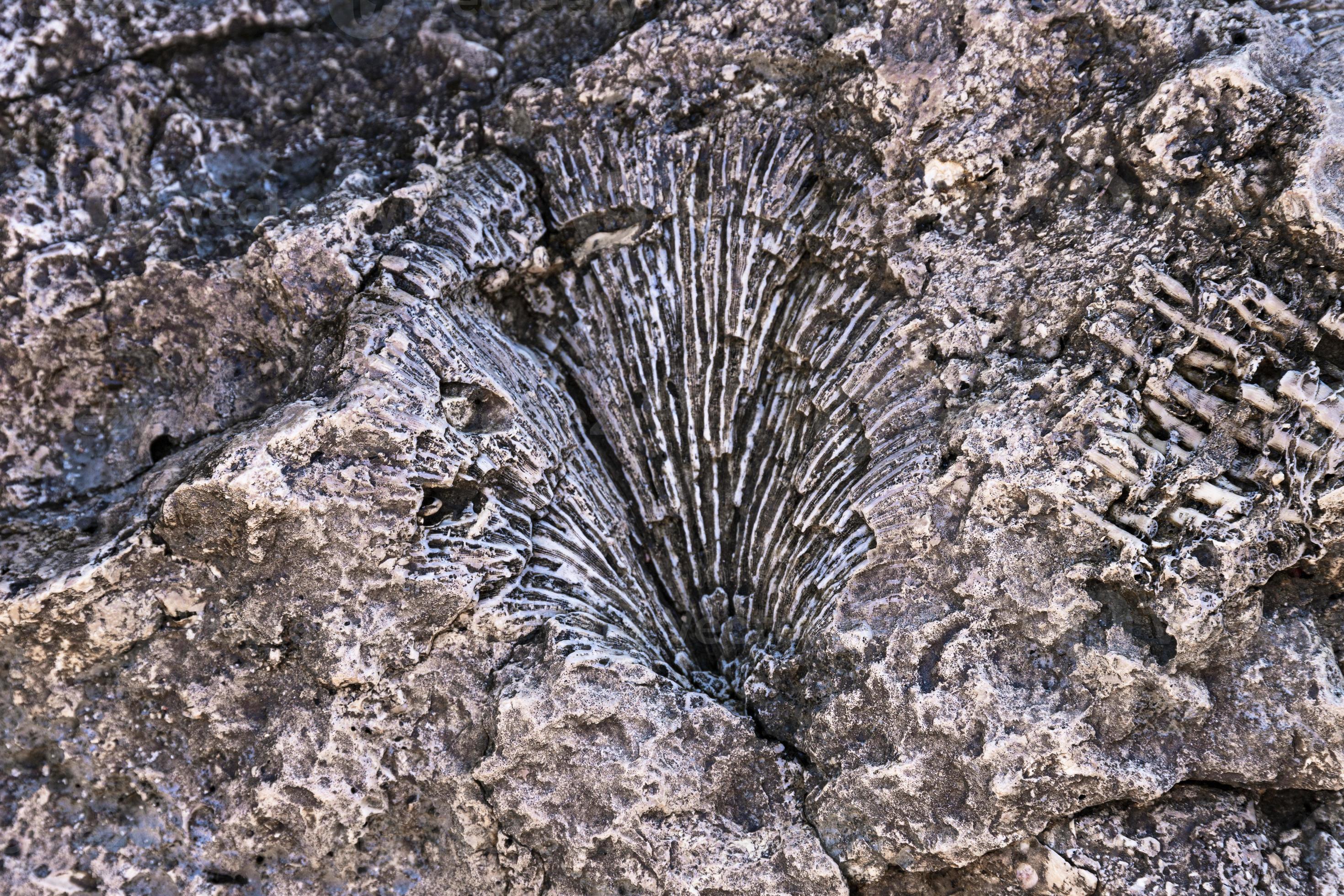 Ancient fossils, texture, pattern of ancient fossil animals, molluscs ...