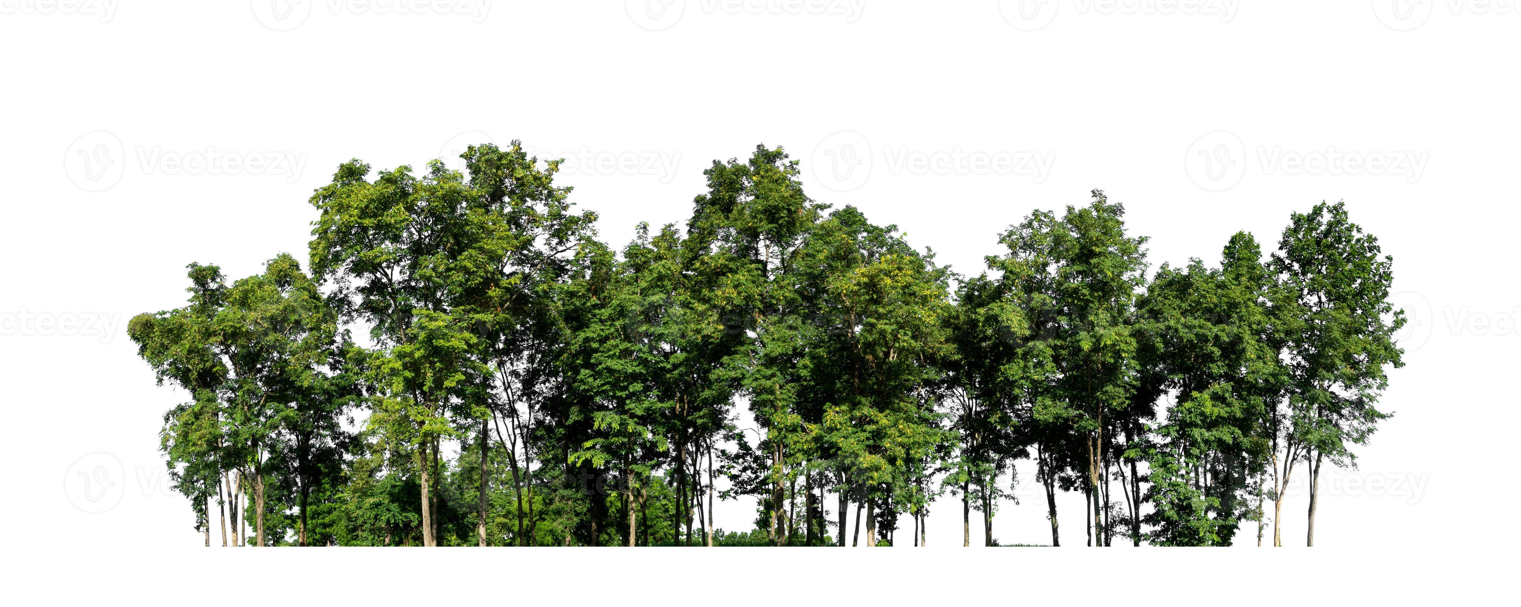 Green Trees Isolated On White Background Are Forest And Foliage In Summer For Both Printing And