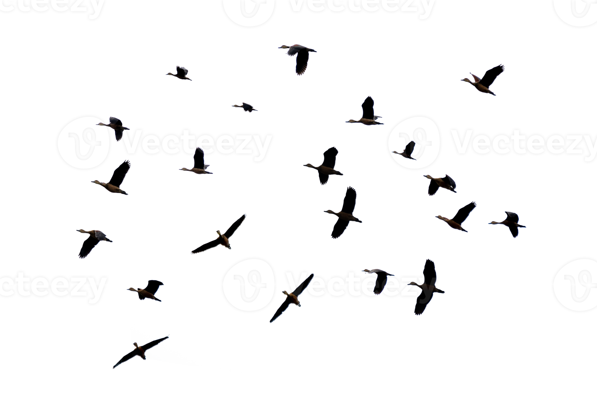 A Group Of Birds Flying Isolate 12807716 PNG a-group-of-birds-flying-isolate-12807716-png