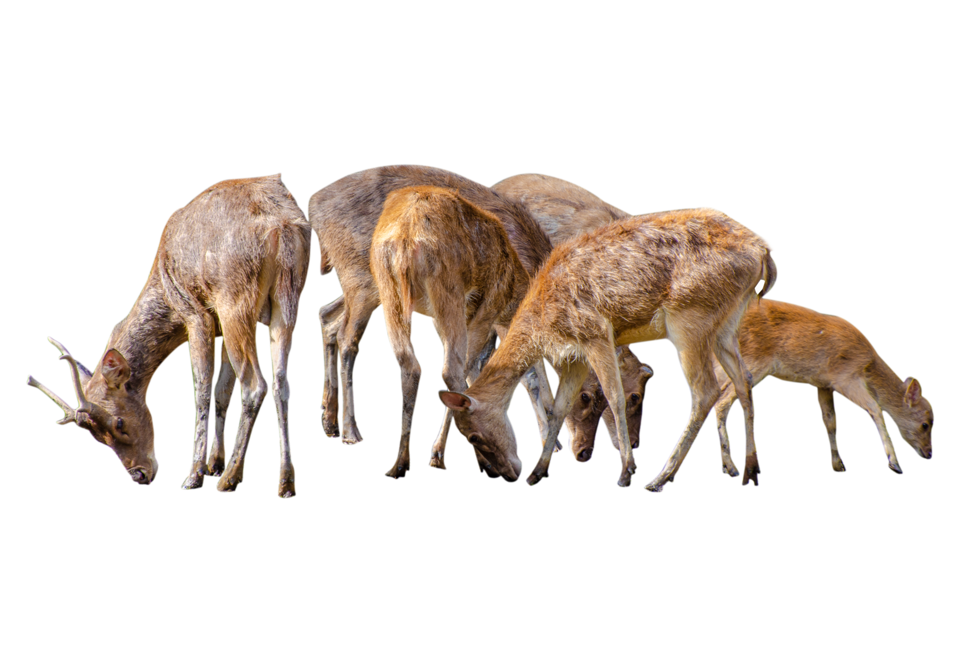 Baby Deer Isolated 12807728 PNG baby-deer-isolated-12807728-png