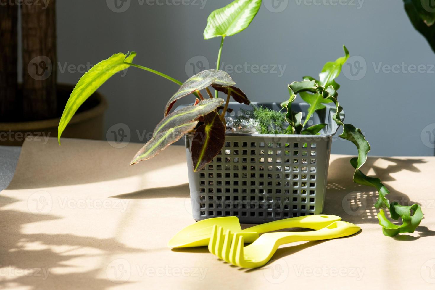 trasplantar una planta casera a una maceta nueva. replantación de ...