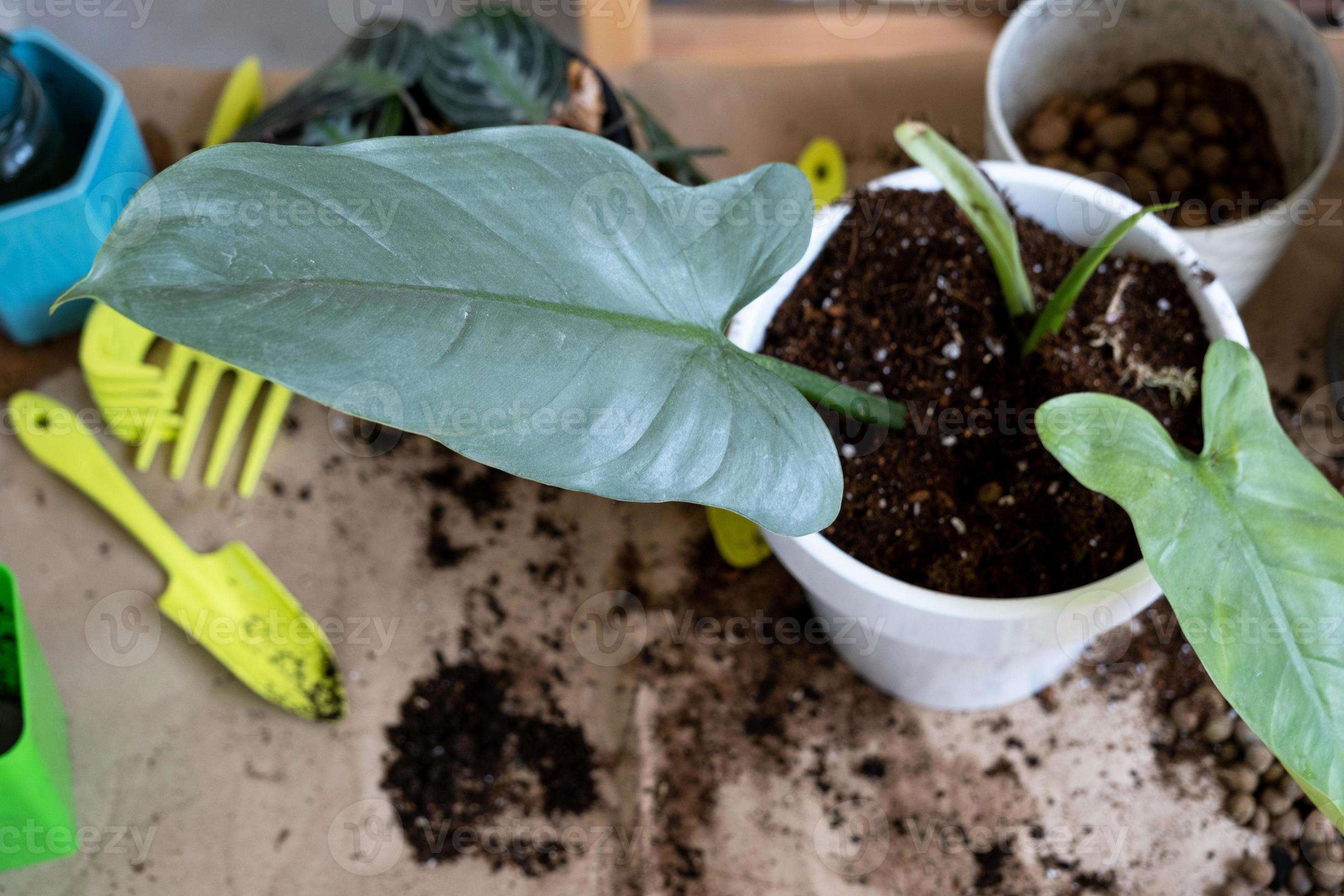trasplantar una planta casera a una maceta nueva. replantación de ...