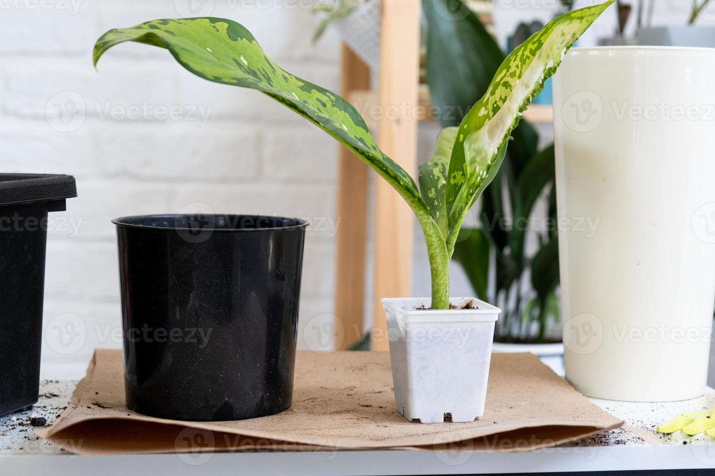 trasplantar una planta casera rara escama de dragón diffenbachia a una ...