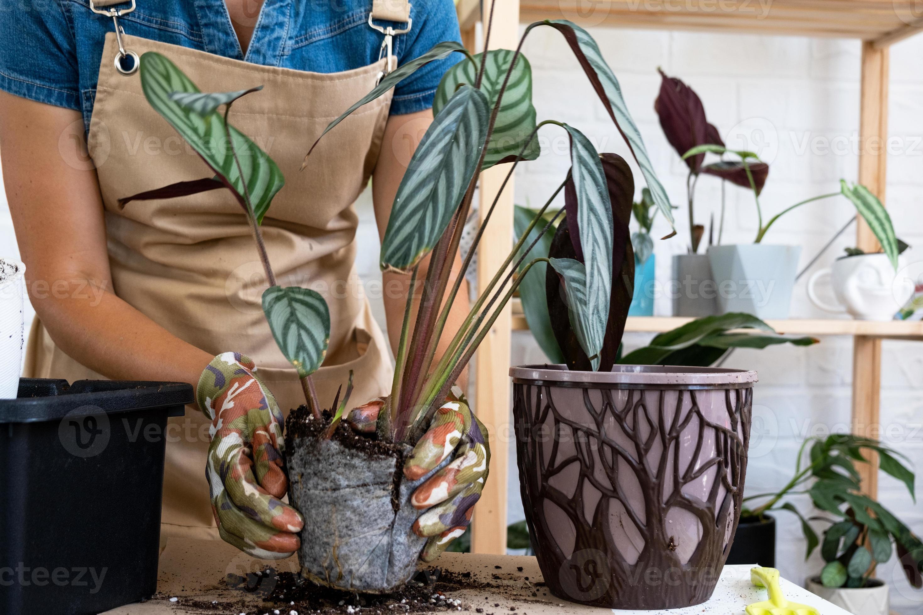 trasplantar una planta casera ctenanthe oppenheimiana a una maceta ...