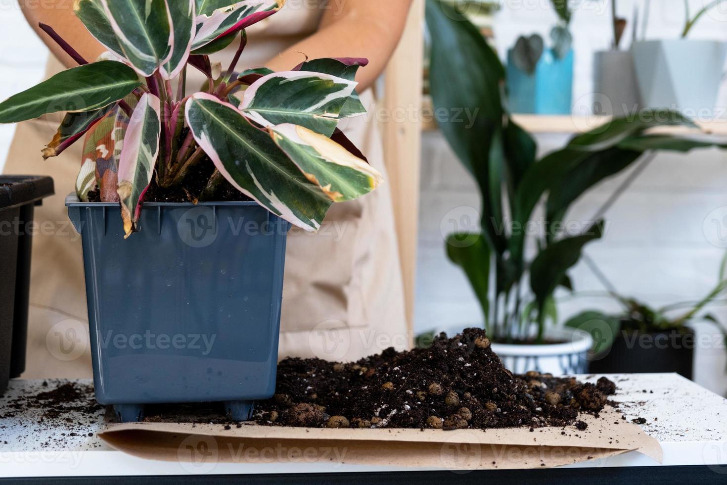 trasplantar una planta casera a una maceta nueva. replantación de ...