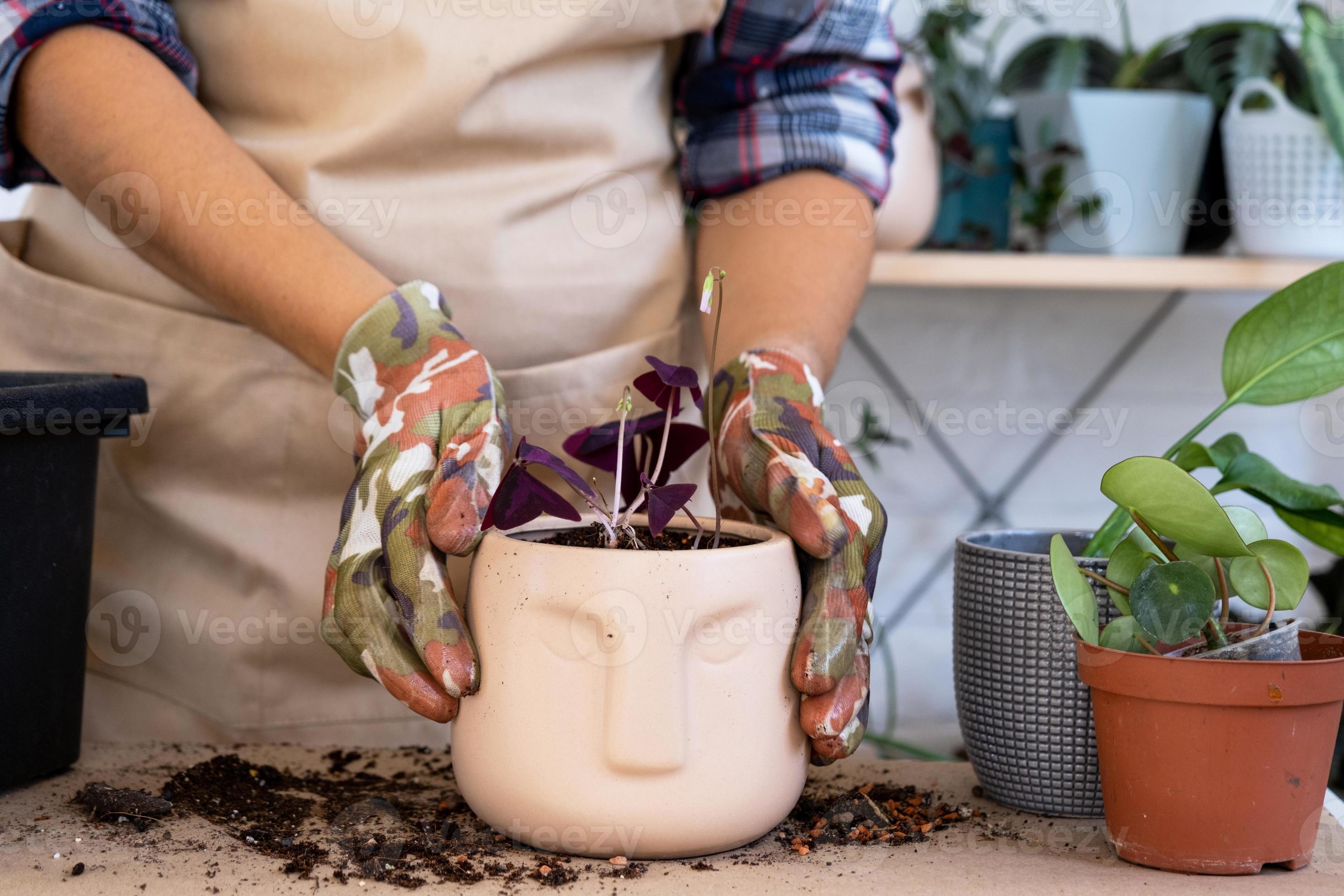 trasplantar una planta casera a una maceta nueva. replantación de ...