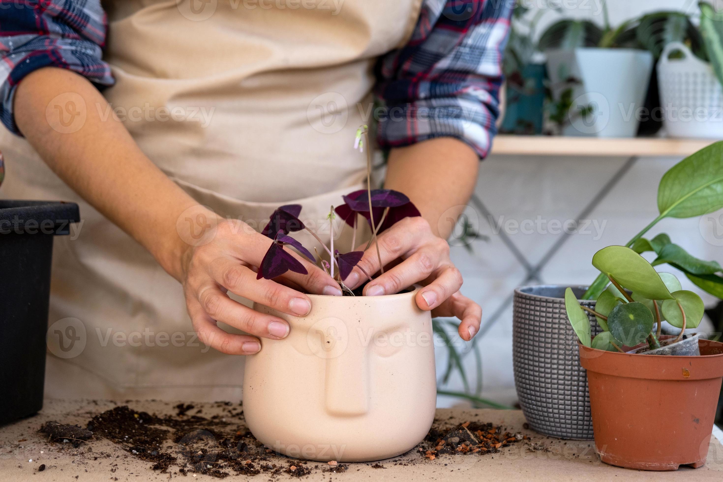 trasplantar una planta casera a una maceta nueva. replantación de ...