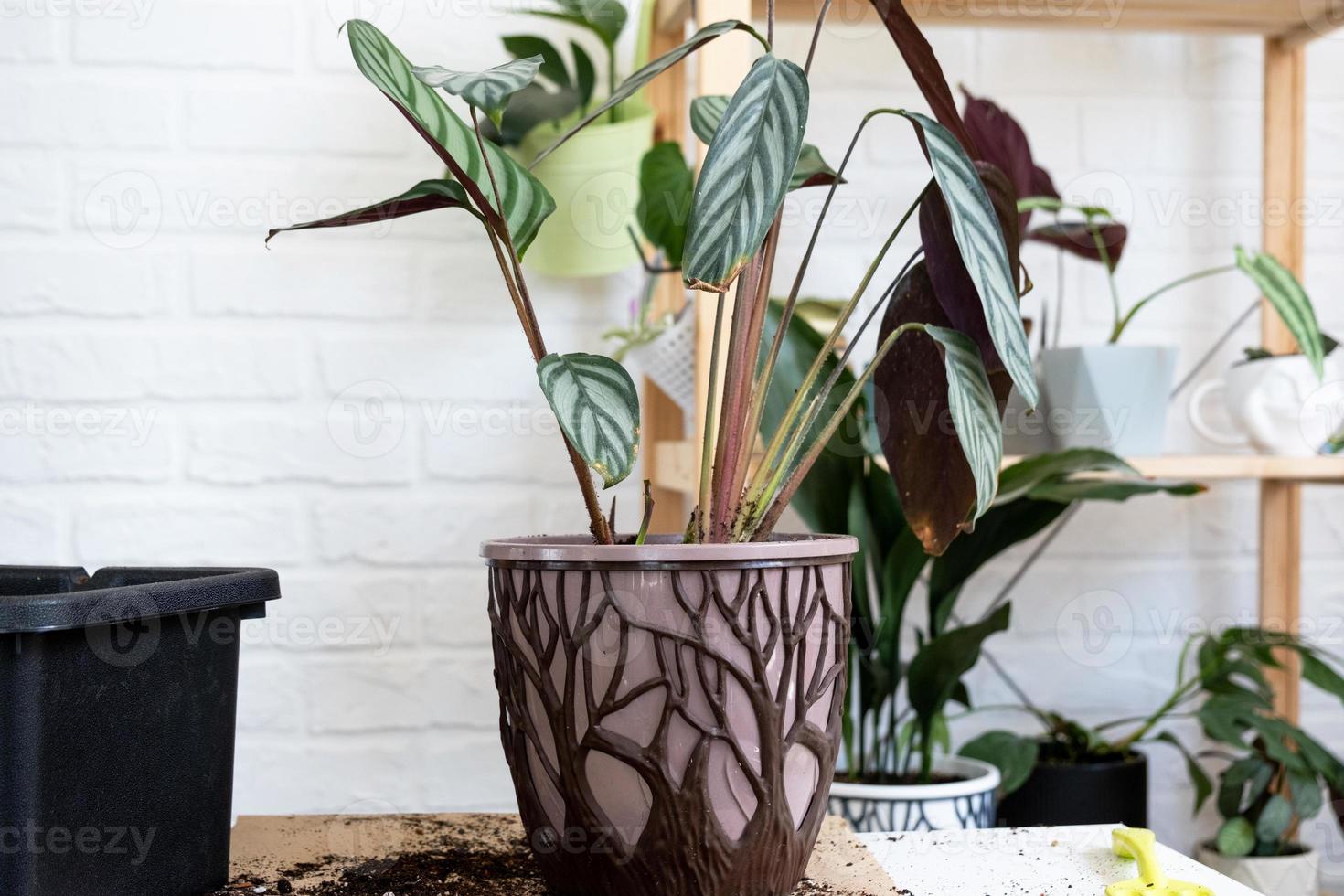 trasplantar una planta casera ctenanthe oppenheimiana a una maceta ...