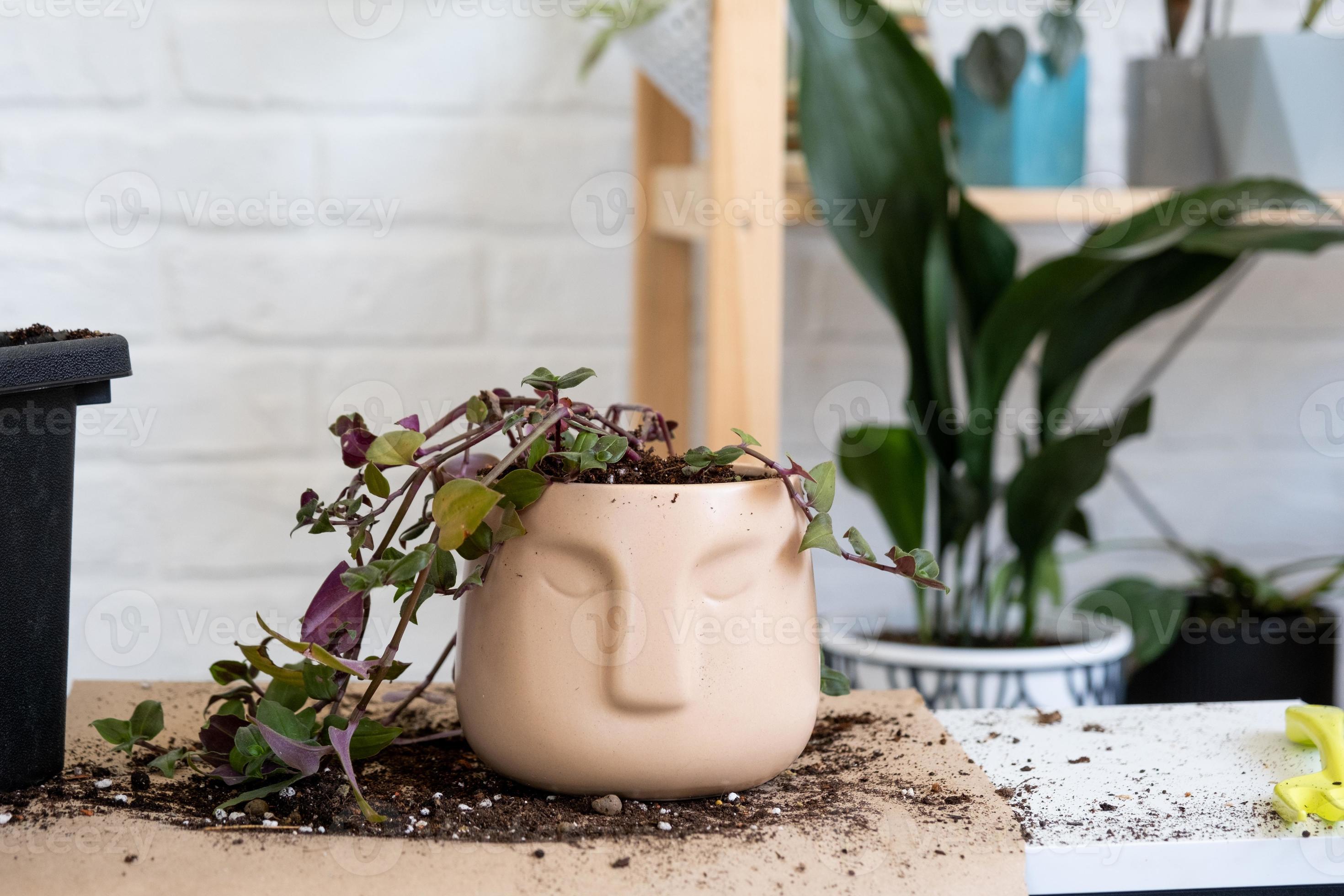 trasplantar una planta casera a una maceta nueva. replantación de ...