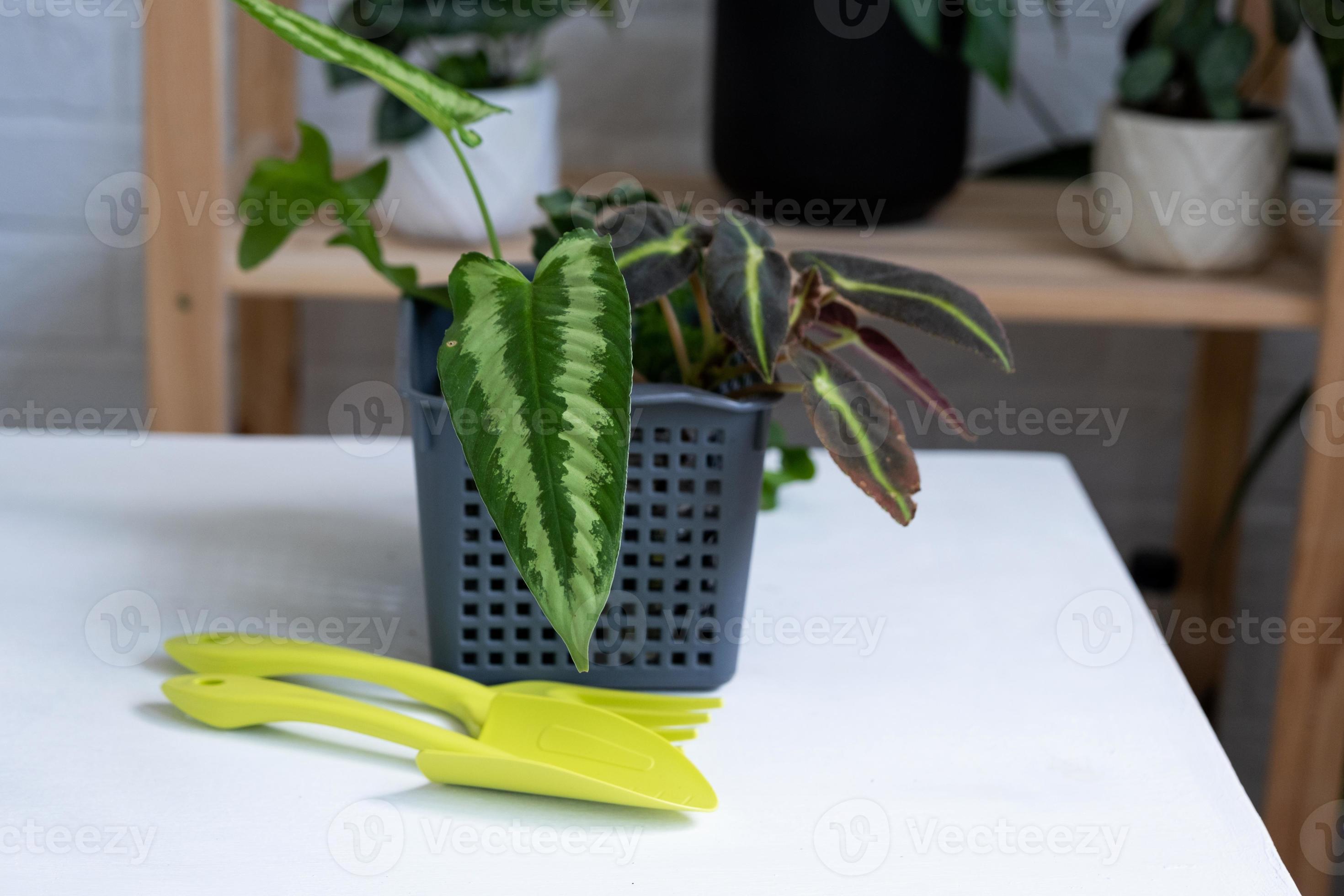 trasplantar una planta casera a una maceta nueva. replantación de ...