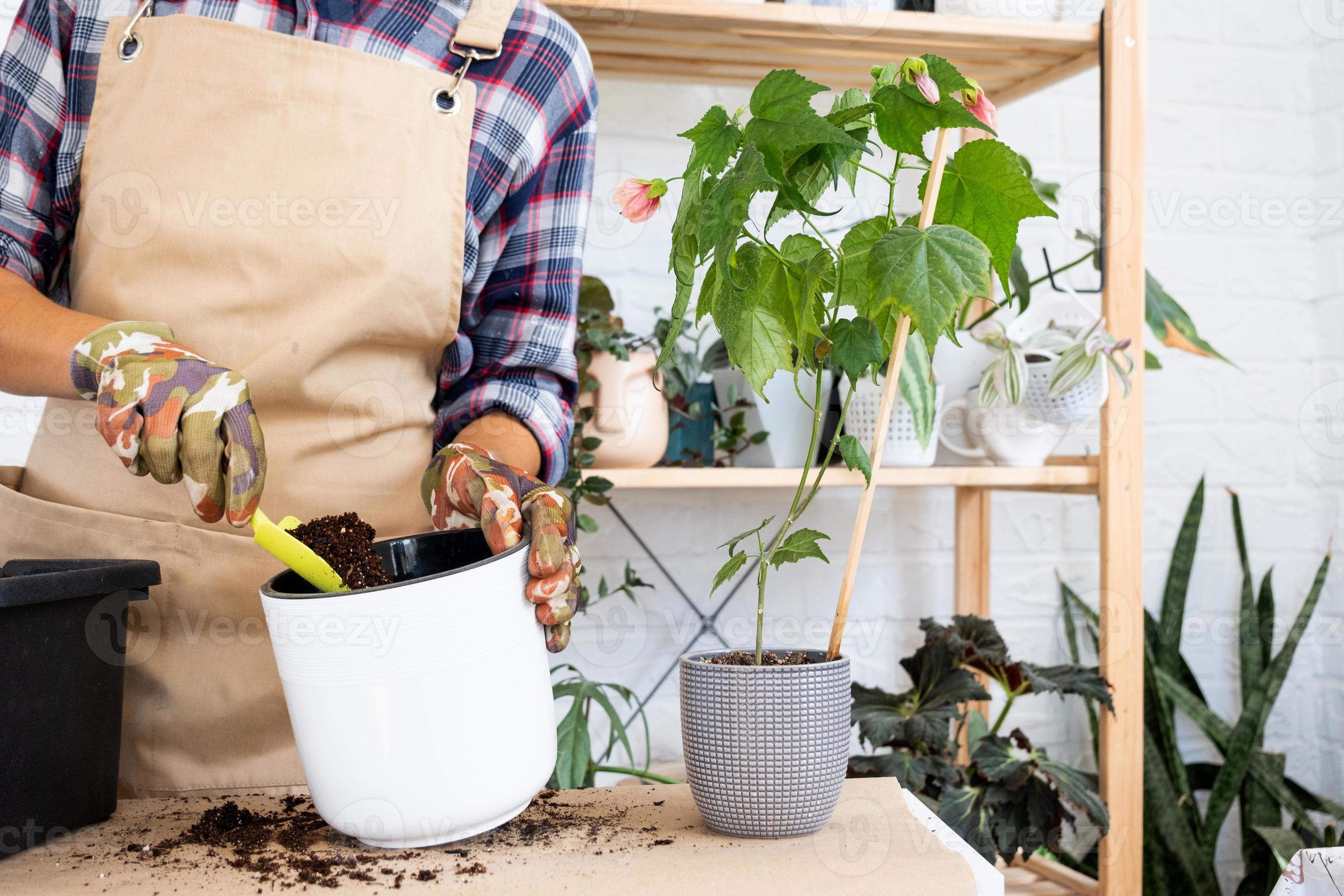 trasplantar un filodendro de una planta casera a una maceta nueva. una ...