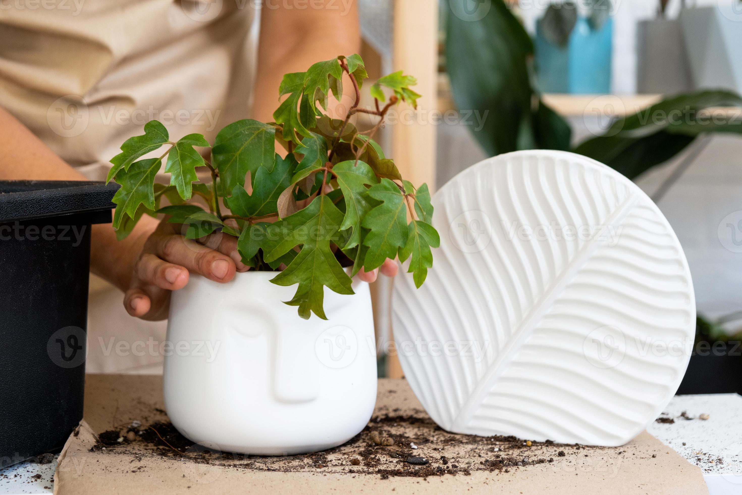 trasplantar una planta casera a una maceta nueva. replantación de ...