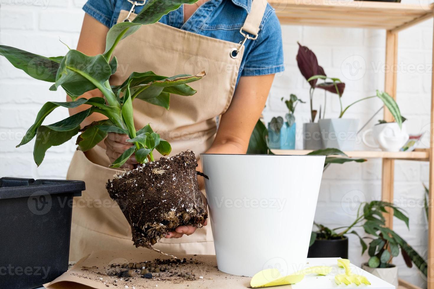 trasplantar una planta en maceta casera banana palm musa a una maceta ...
