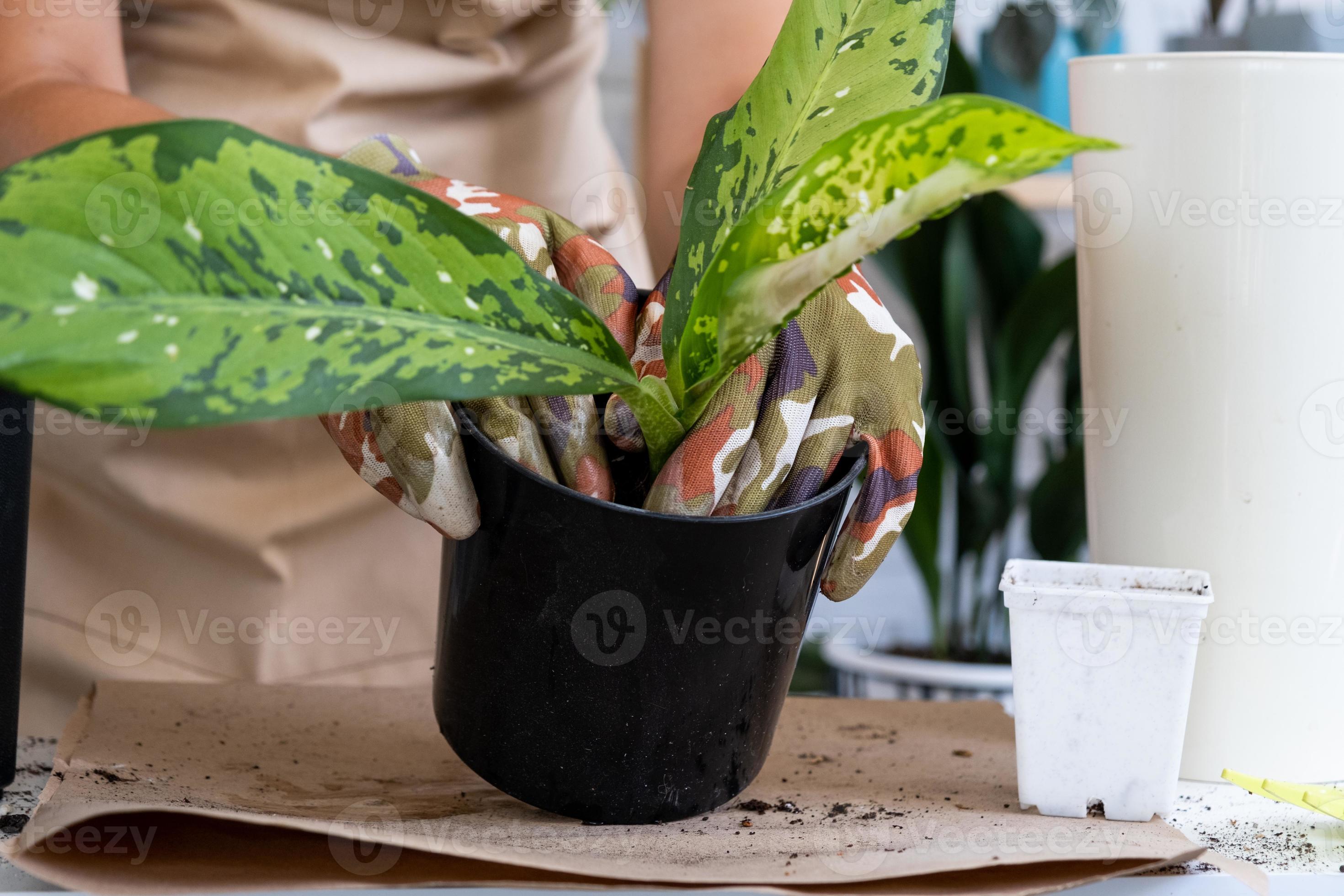 trasplantar una planta casera rara escama de dragón diffenbachia a una ...