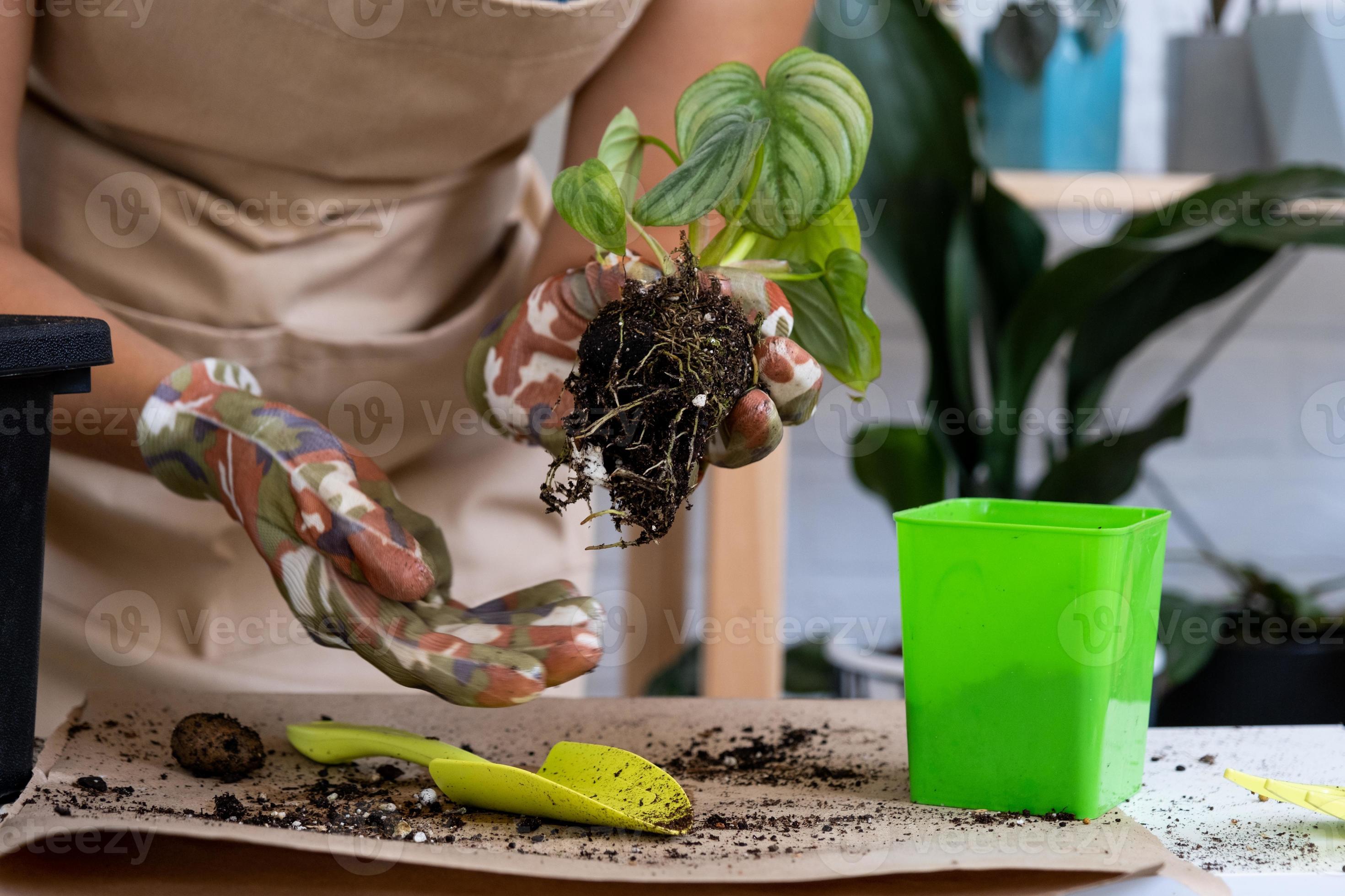 Transplanting a home plant rare Philodendron Mamei into a new pot. A woman plants a stalk with ...
