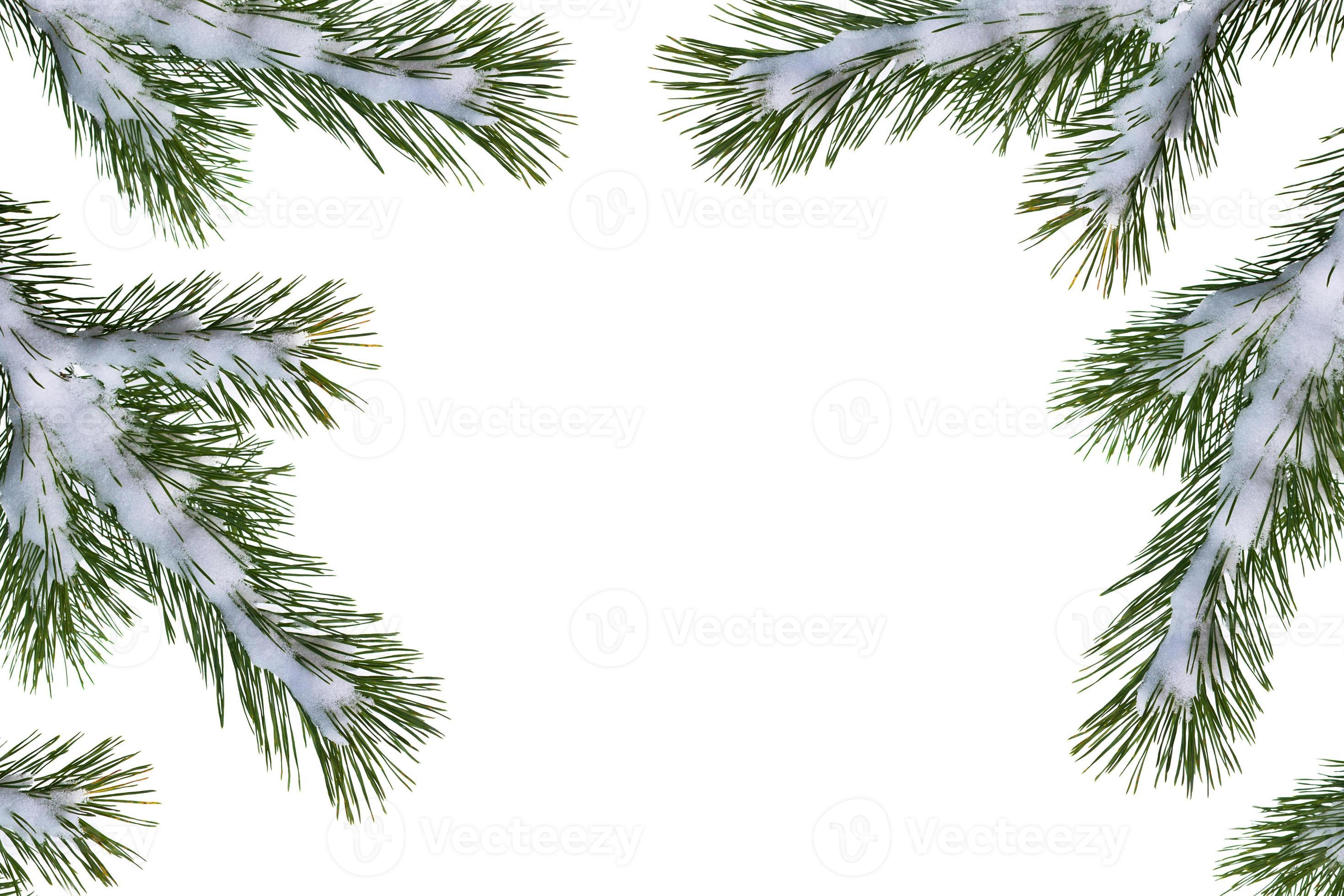 Christmas tree in the snow isolated on a white background. greeting ...