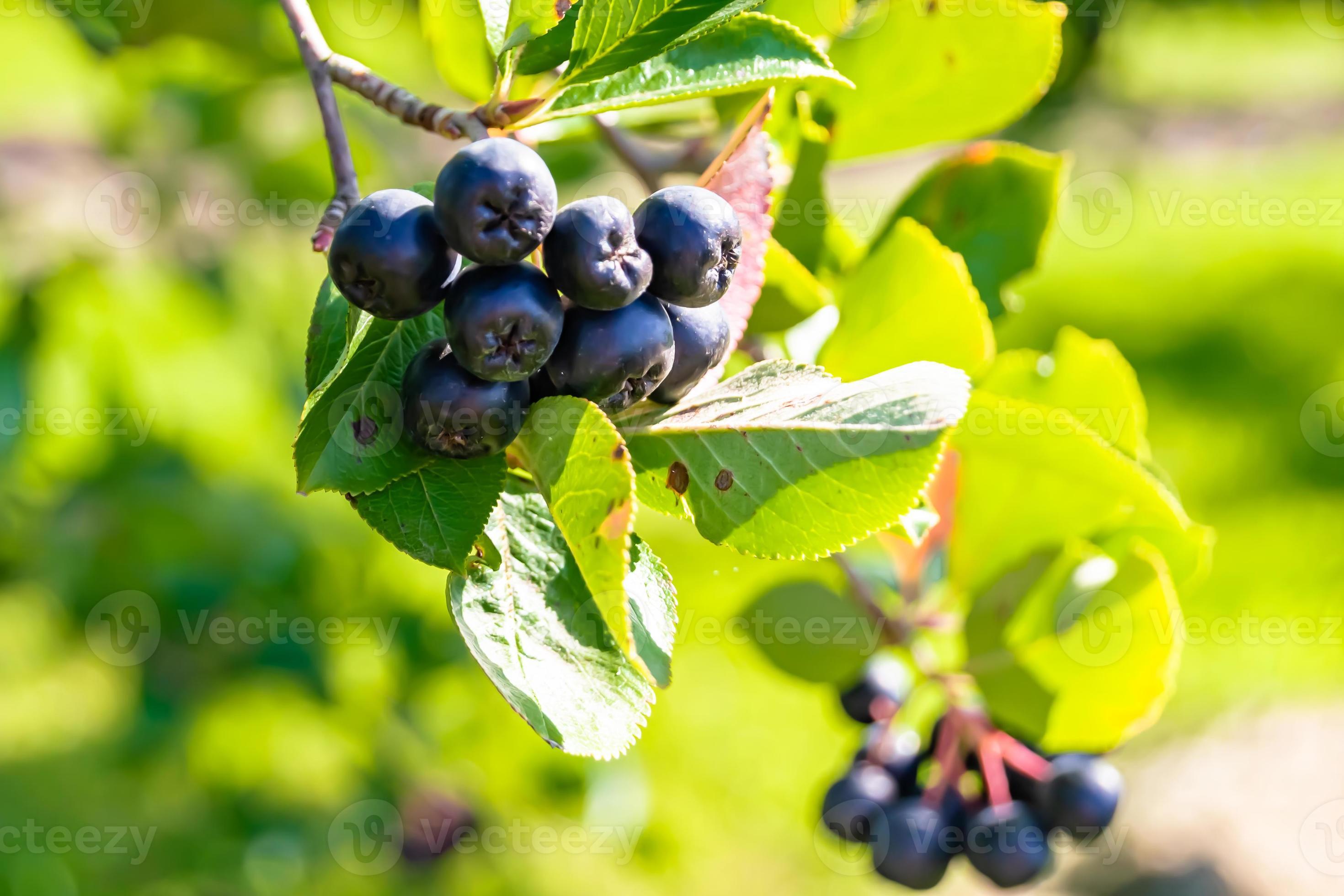Photography on theme beautiful berry branch aronia bush 12824638 Stock ... Photography on theme beautiful berry branch aronia bush 12824638 Stock ...