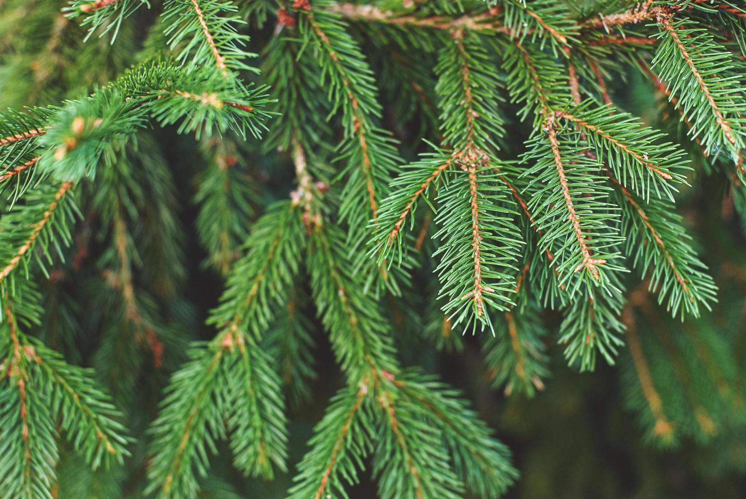 Pine Tree Branch Texture