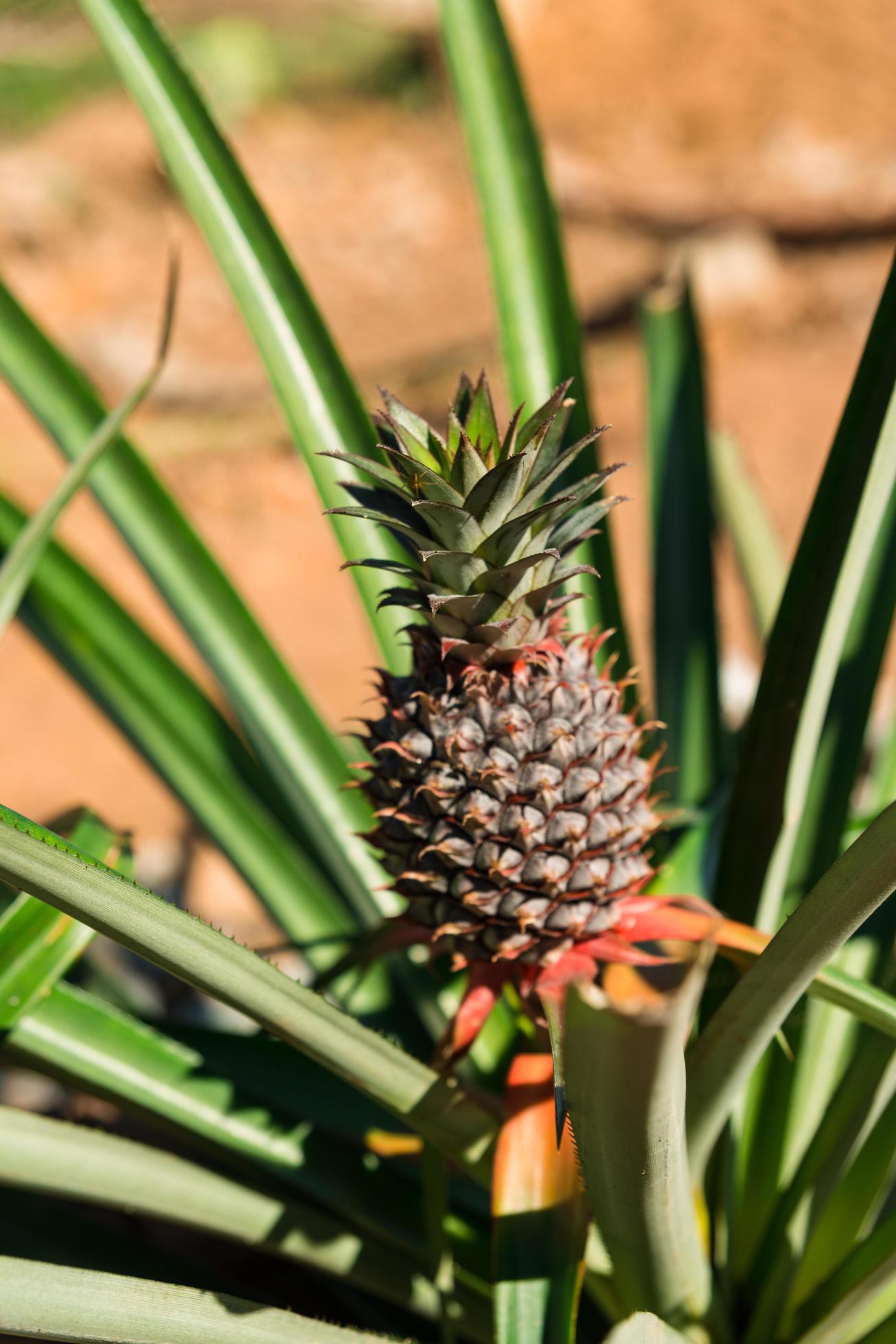 Pineapple tree view 12844279 Stock Photo at Vecteezy