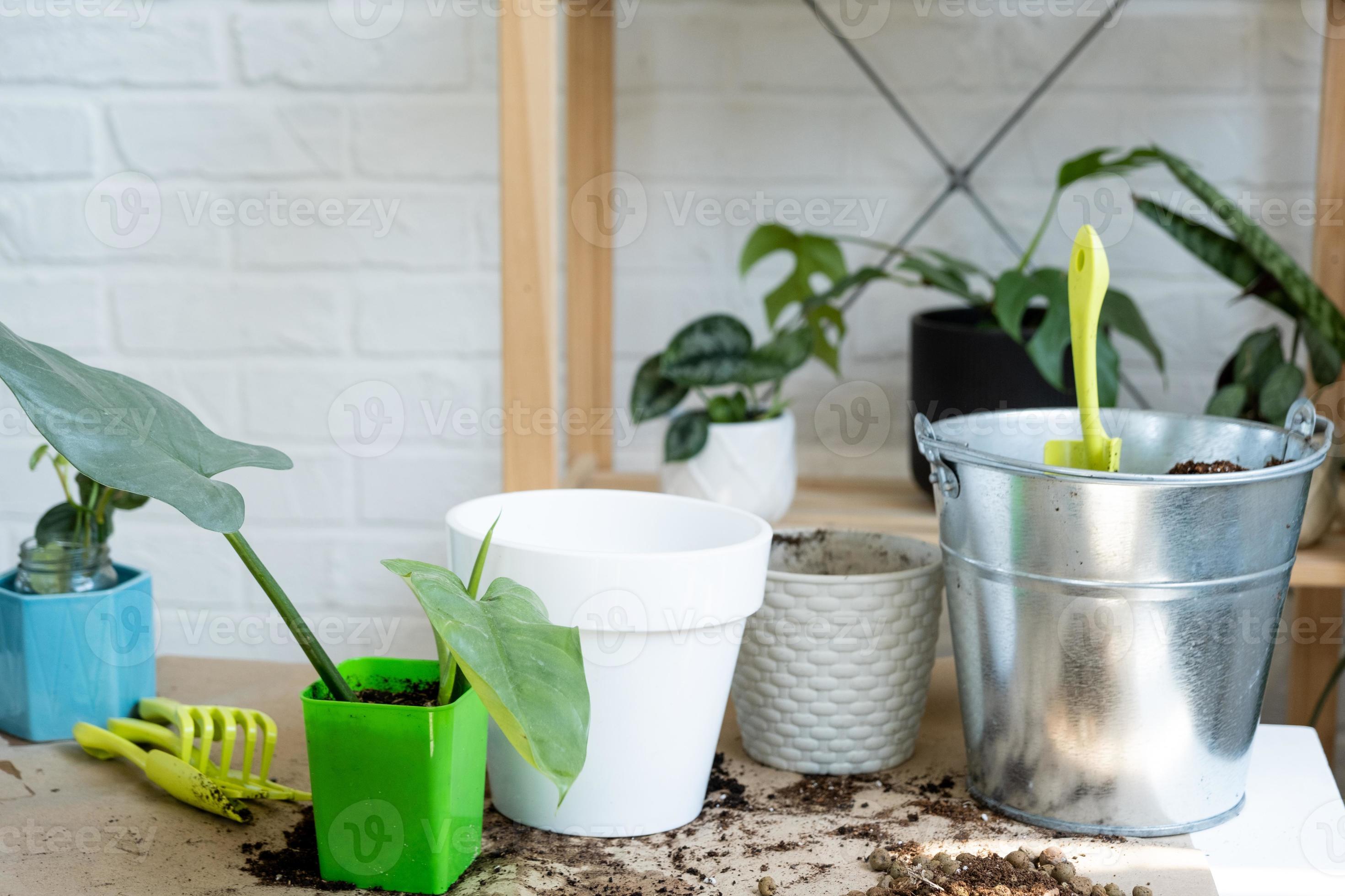 trasplantar una planta casera a una maceta nueva. replantación de ...
