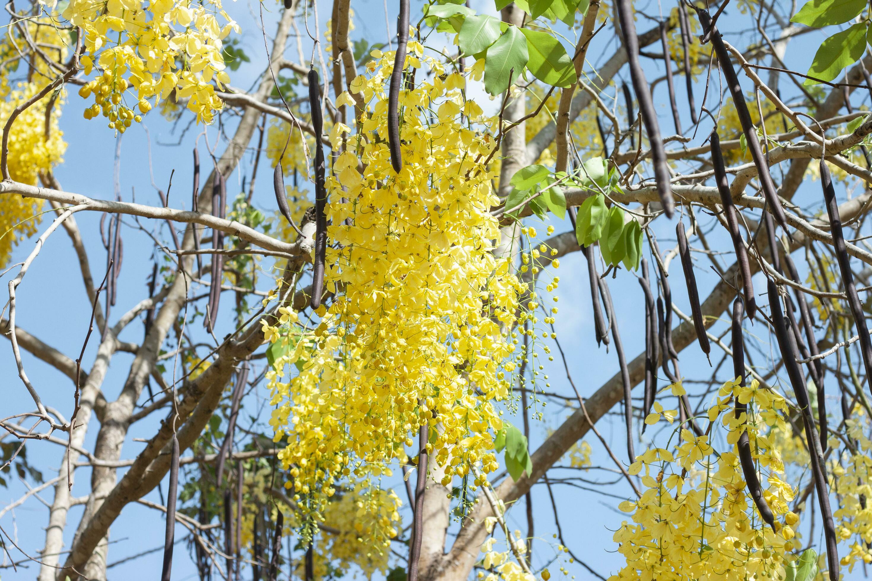 Golden Shower Tree, Cassia fistula or Thai people call Ratchaphruek bloom with sunlight on blue ...