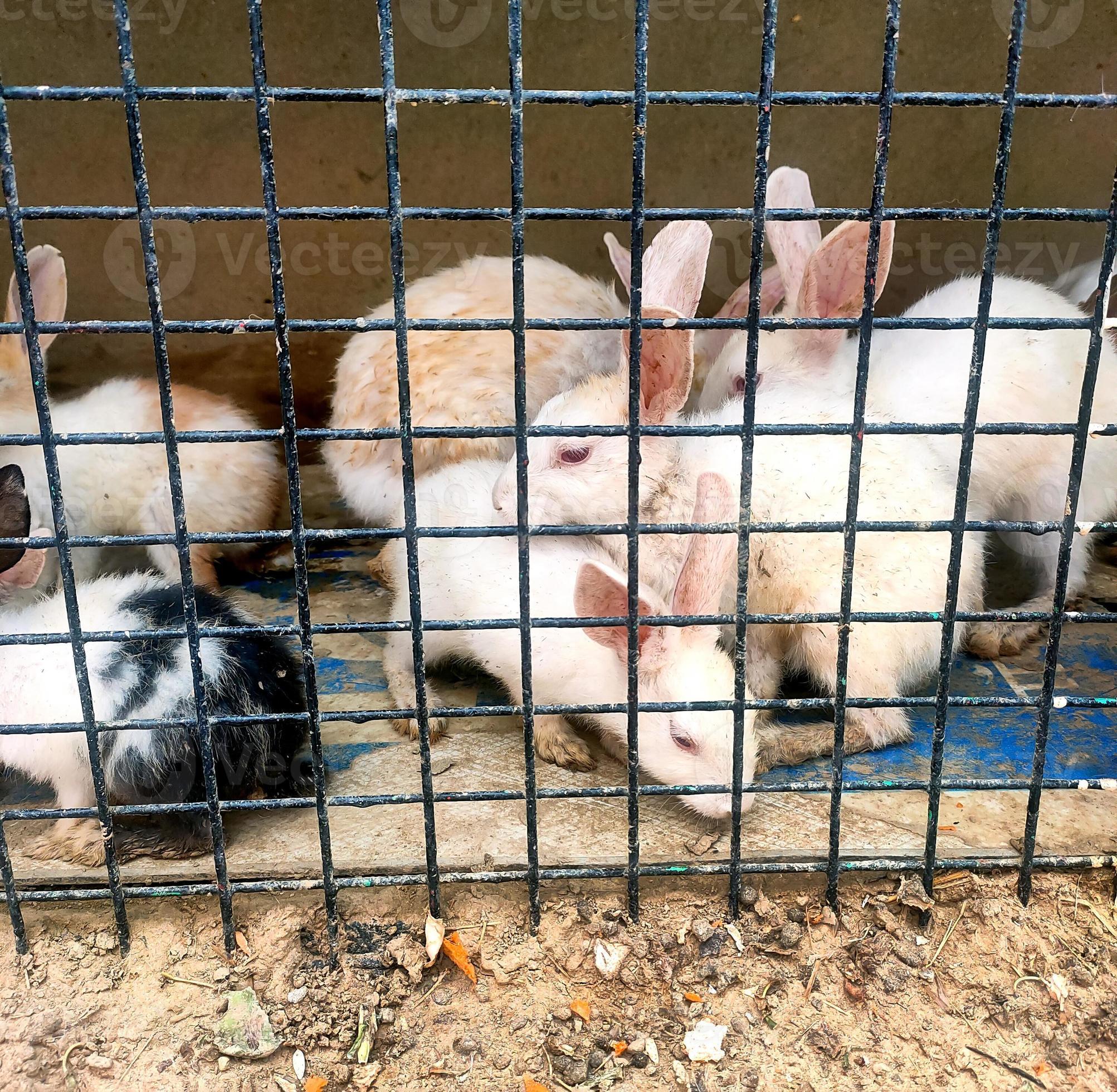 Rabbits inside a cage for sell at traditional asian animal market 12898984 Stock Photo at Vecteezy